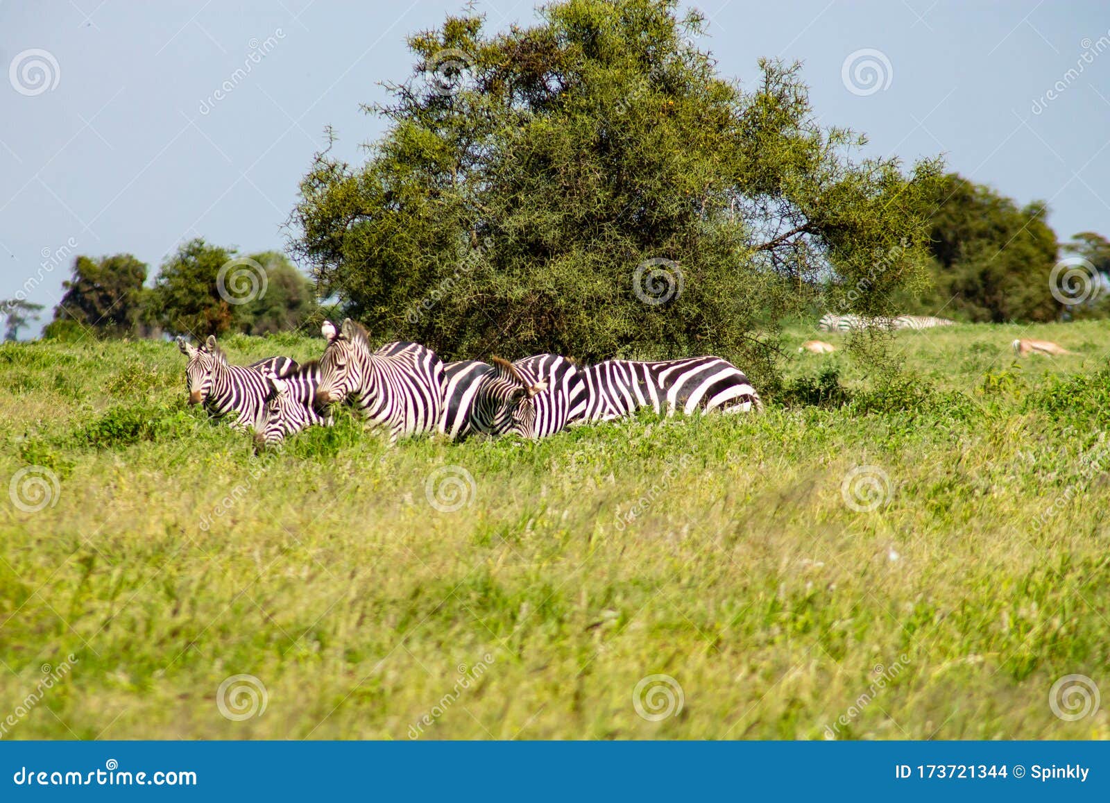 Zebra in the Wilderness Landscape Stock Photo - Image of travel, nature ...
