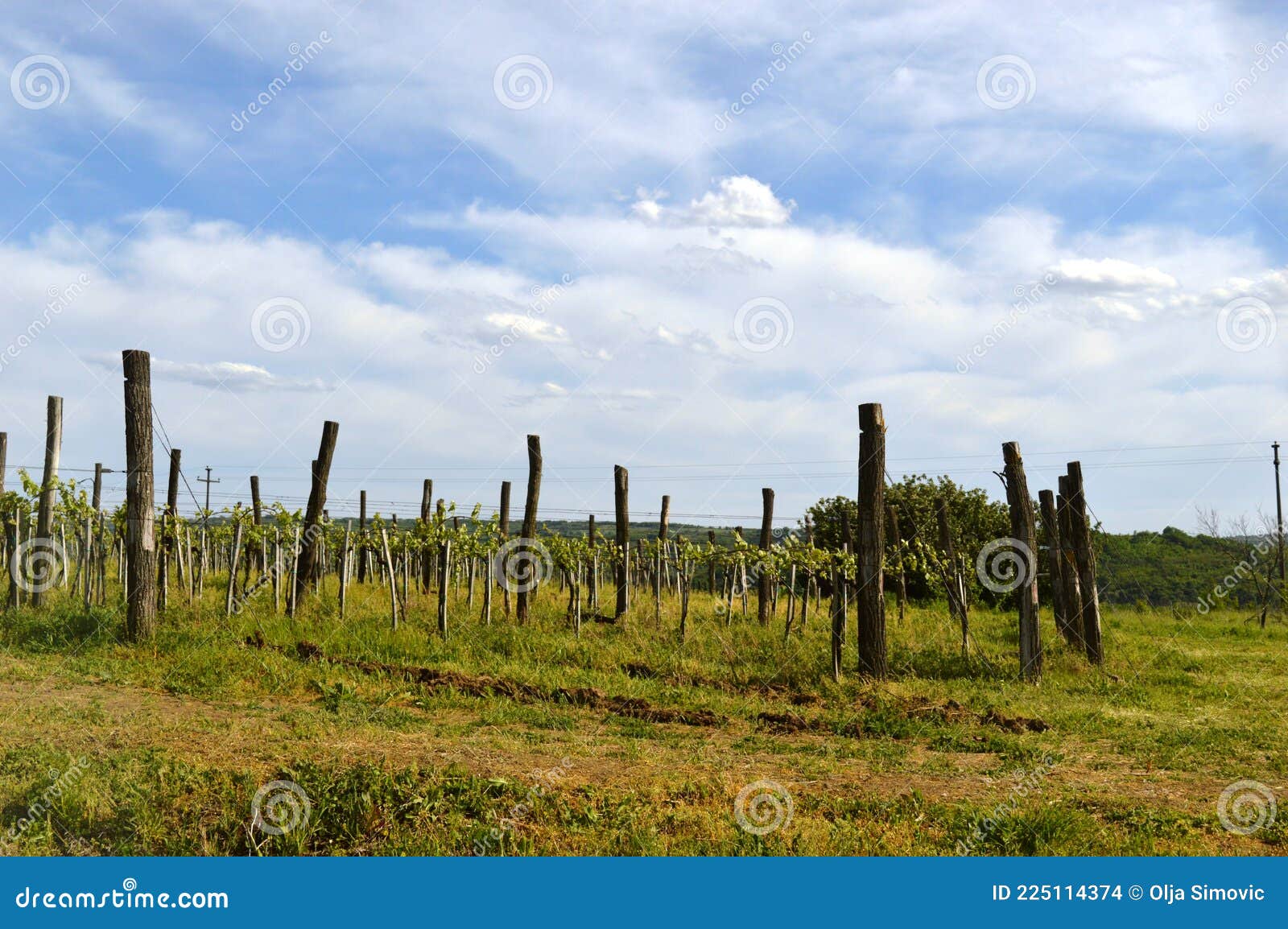 Landscape of Vines and Beams Stock Photo - Image of vines, color: 225114374
