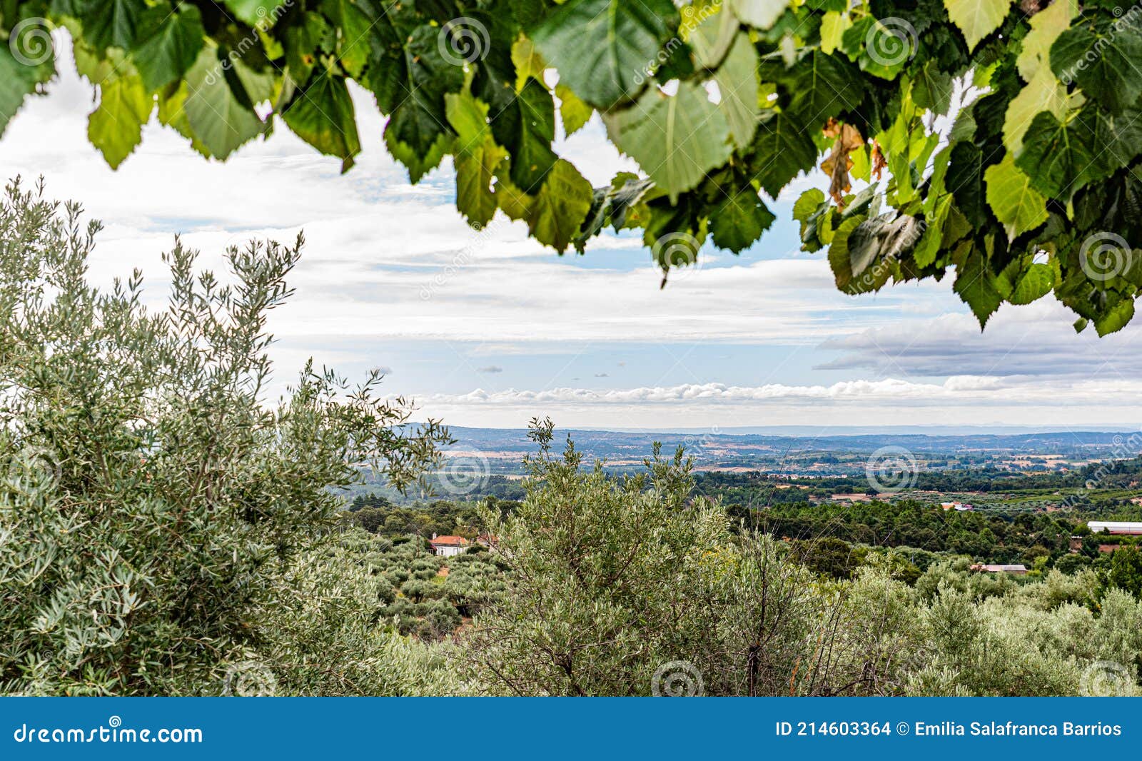 Landscape between Vines and Olive Trees Stock Photo - Image of nature ...