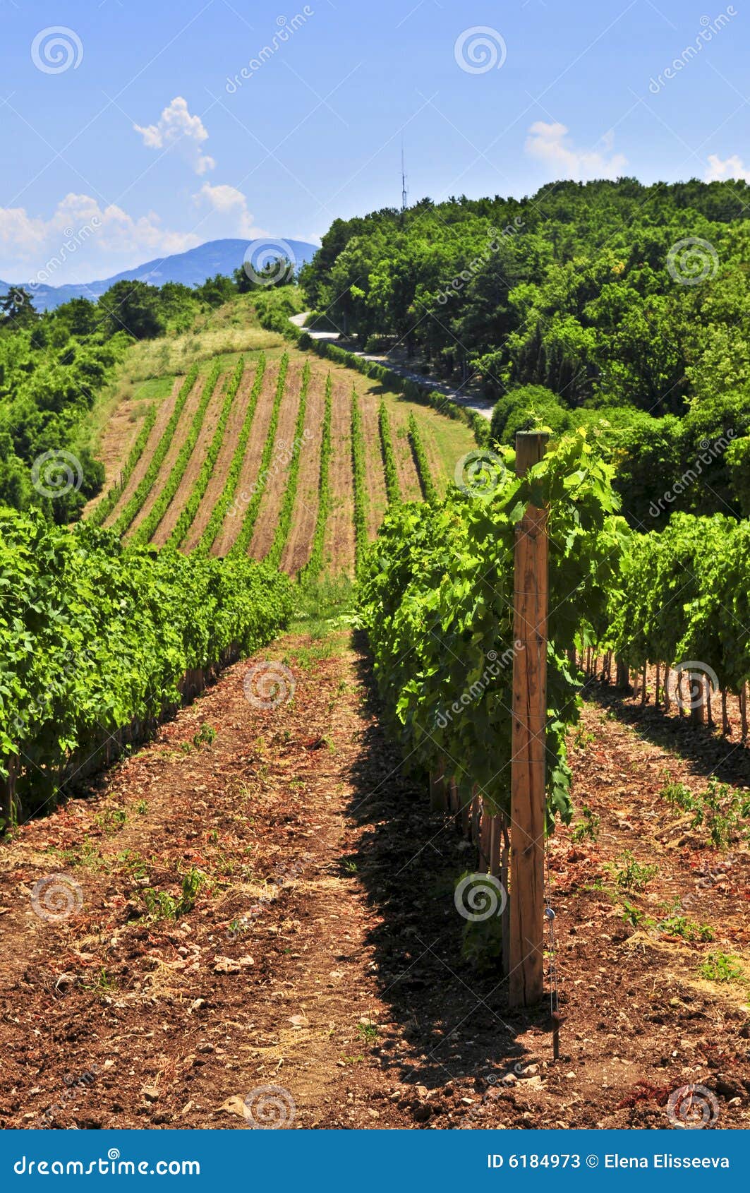 Landscape with vineyard stock image. Image of fields, scenery - 6184973