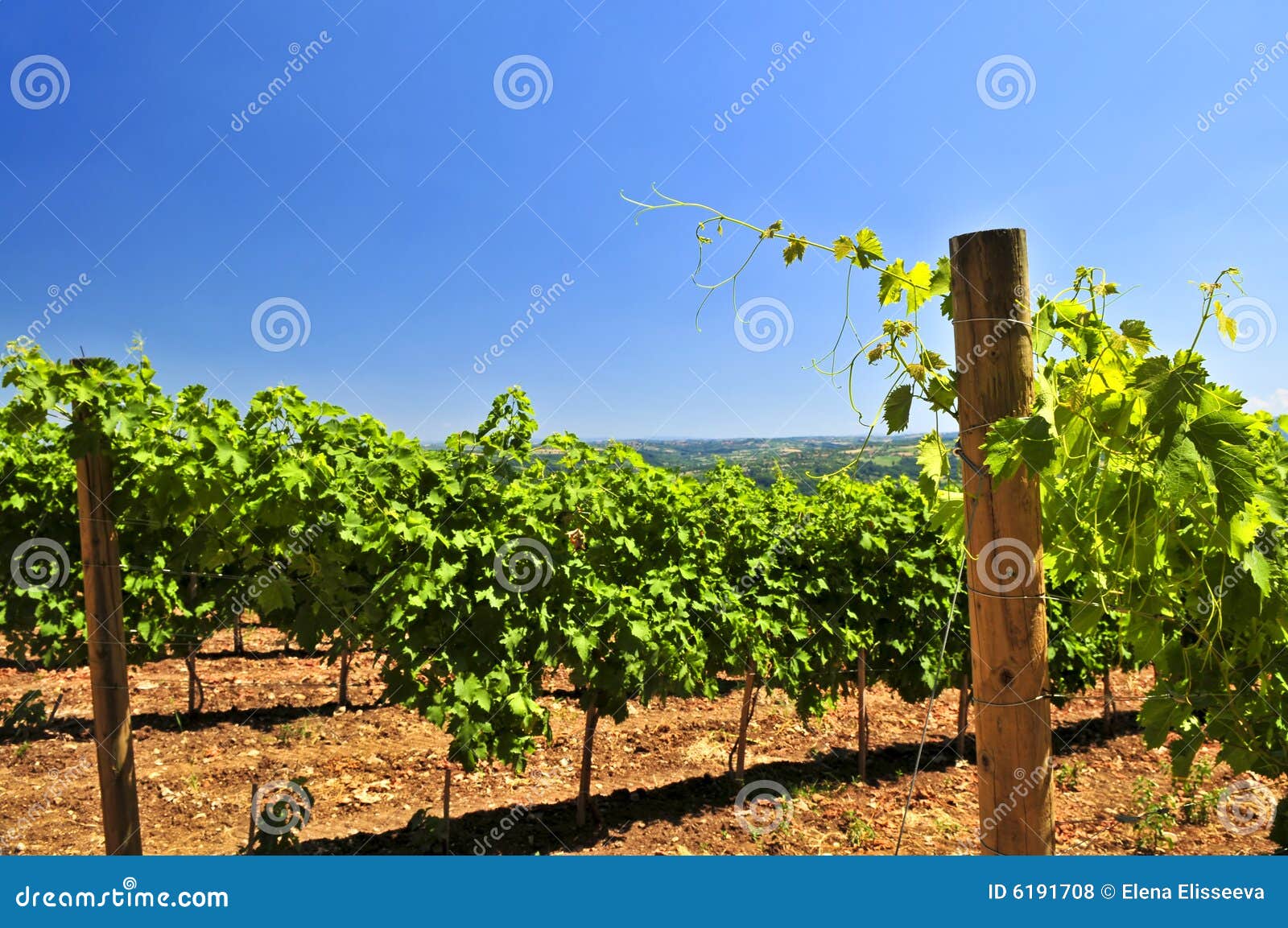 Landscape with vineyard stock photo. Image of farm, agricultural - 6191708
