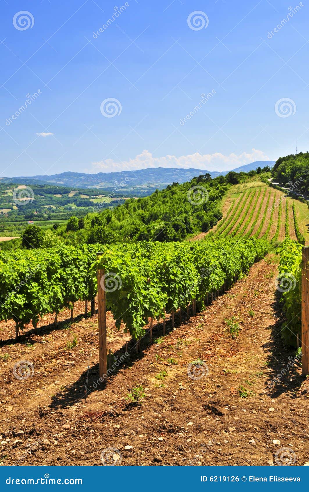 Landscape with vineyard stock photo. Image of nature, horticulture ...