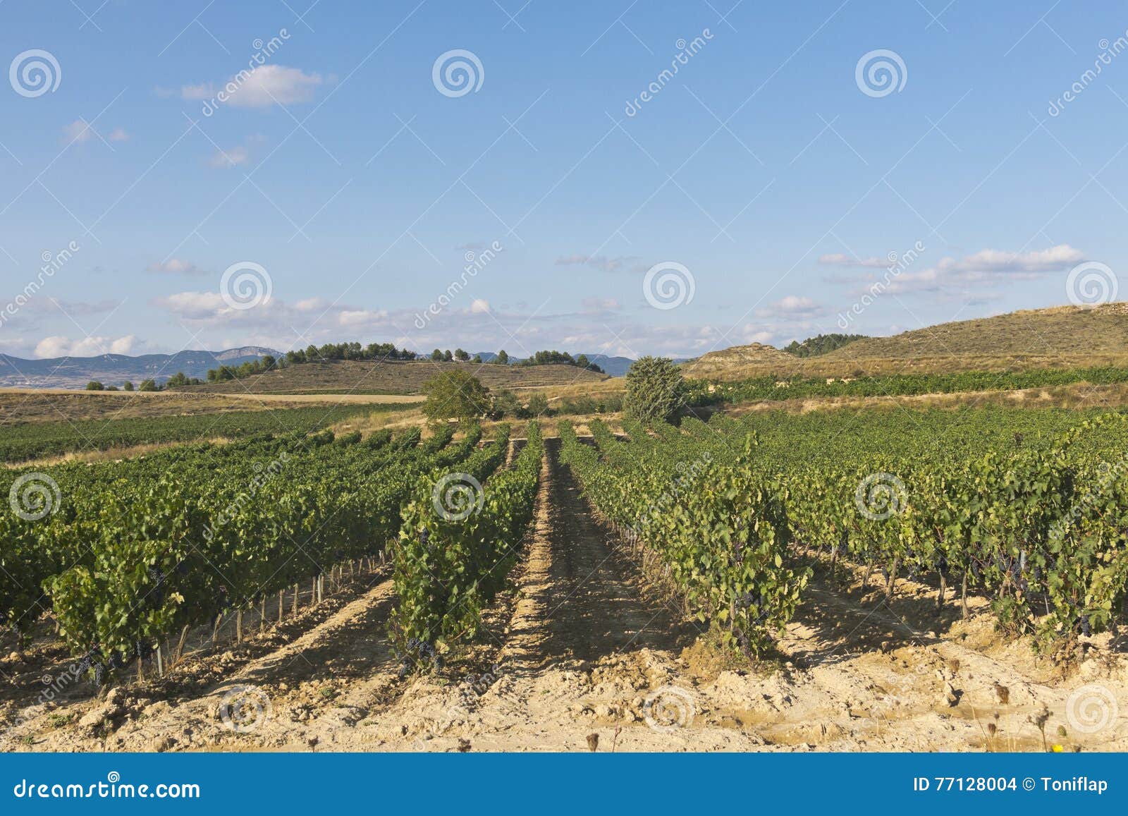 Landscape of vineyard stock photo. Image of bunch, landscape - 77128004