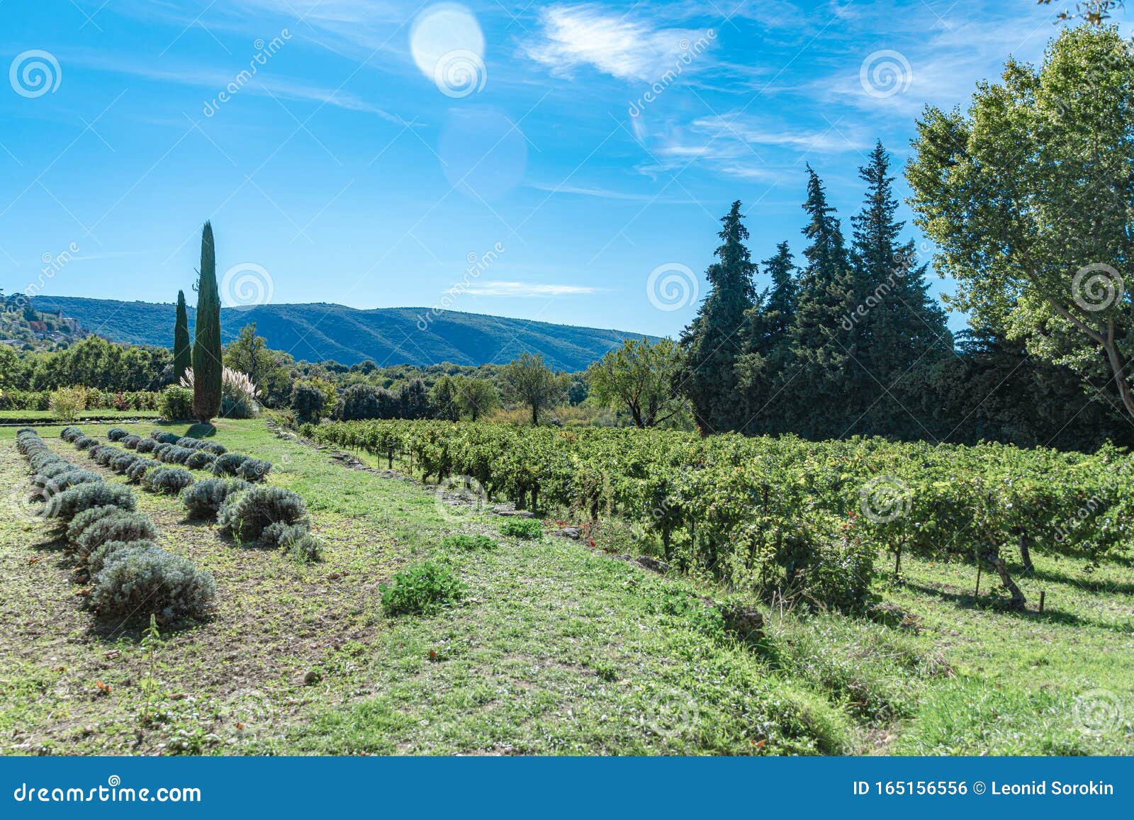 Landscape with Vineyard in Provence Stock Photo - Image of farm, grapes ...