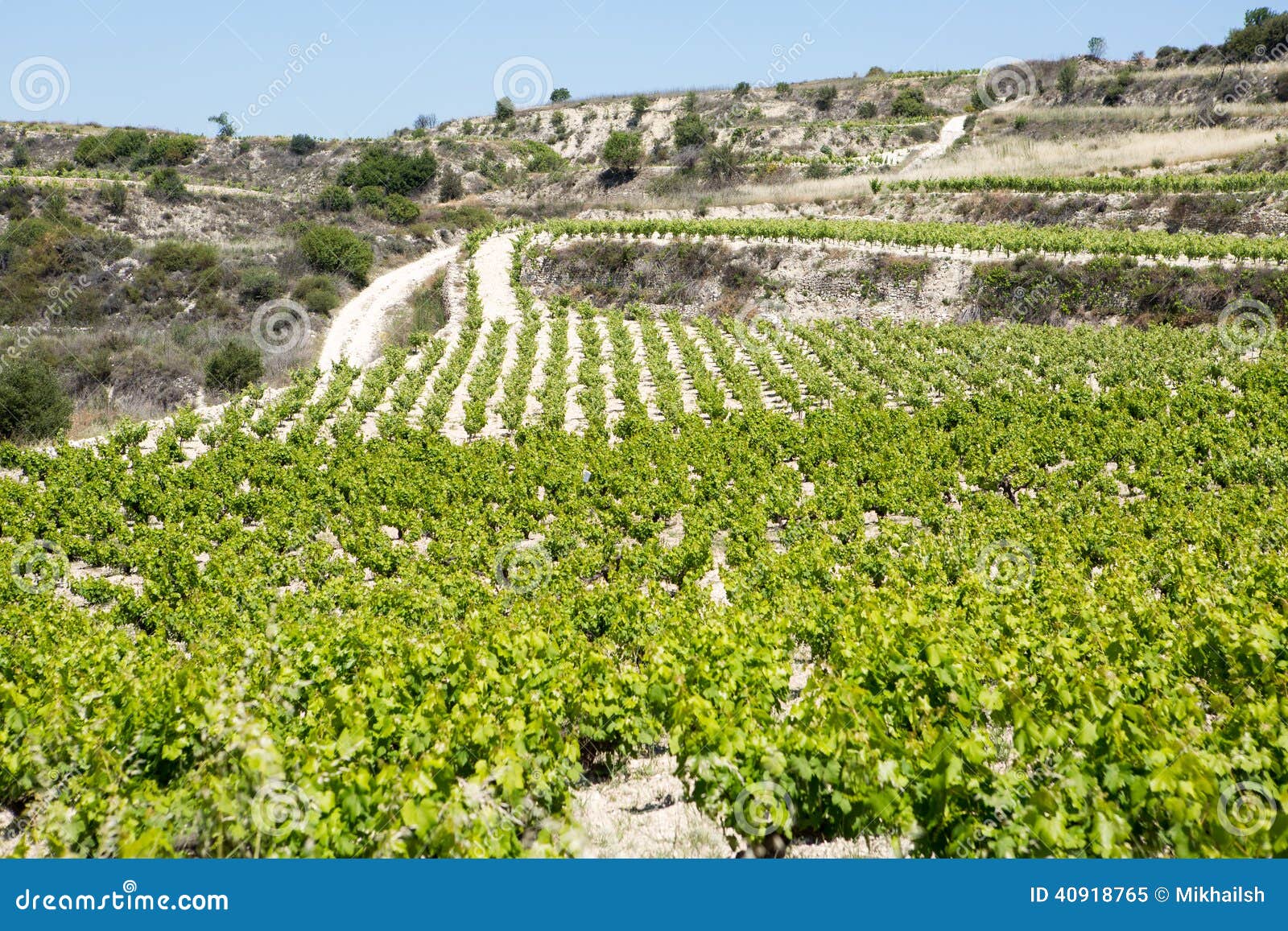 Landscape with Vineyard Rows Stock Image - Image of vineyards ...