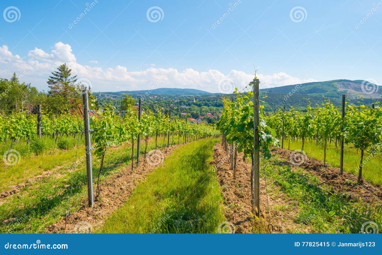 Landscape with Vineyards in Vienna Stock Image - Image of vineyard ...
