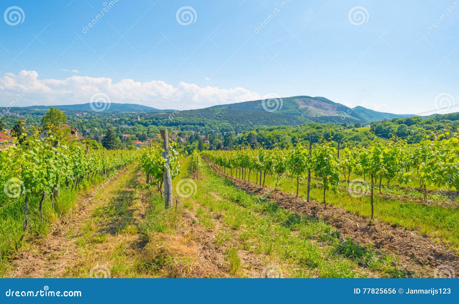 Landscape with Vineyards in Vienna Stock Photo - Image of agriculture ...
