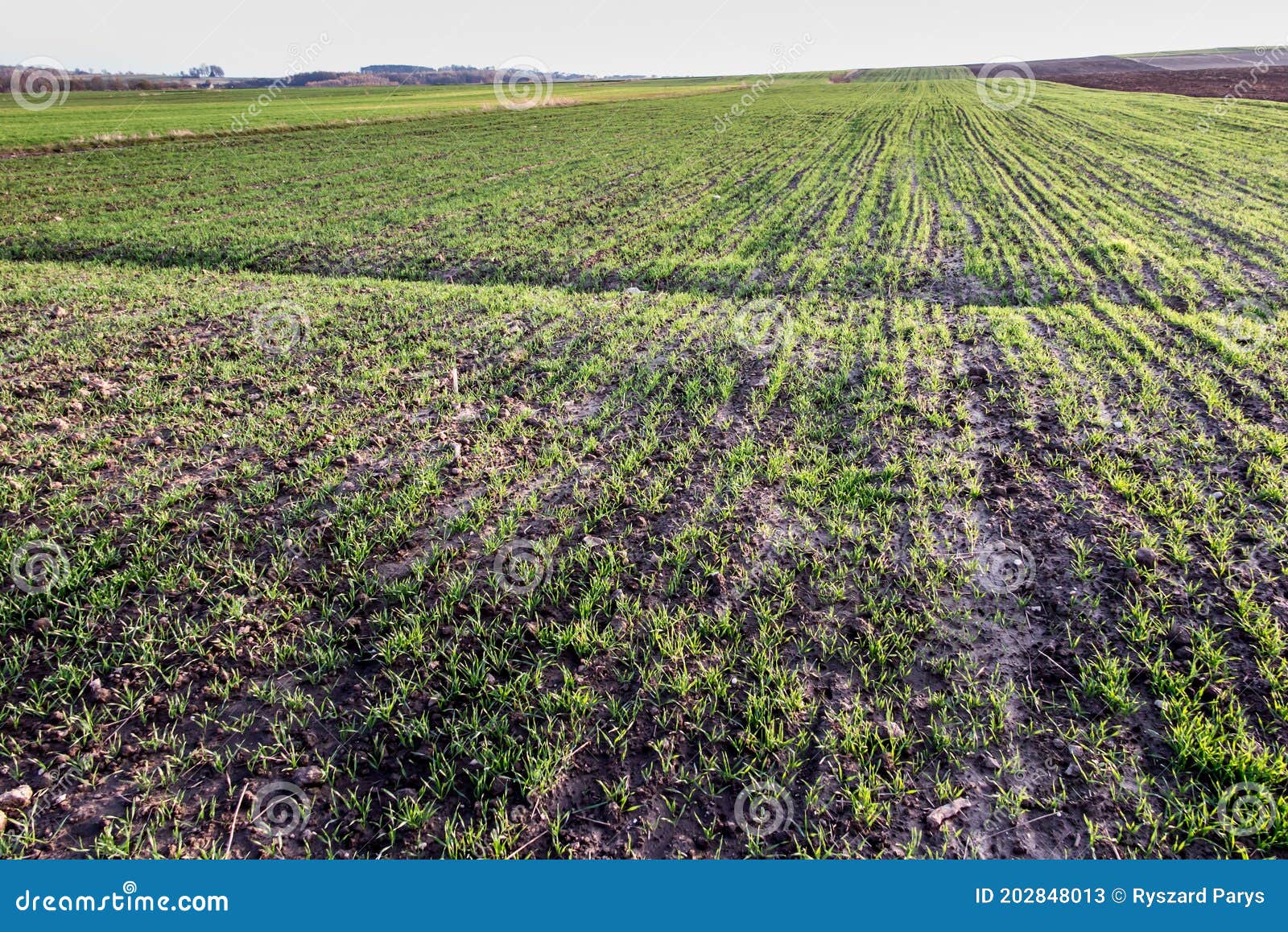 Landscape with Visible Arable Fields in the Fall with Catch Crops Stock ...