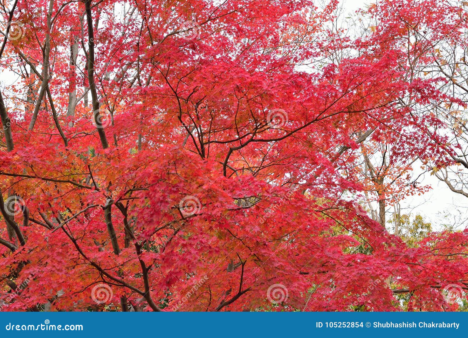 Landscape of Vivid Colored Japanese Autumn Maple Tree Stock Photo ...
