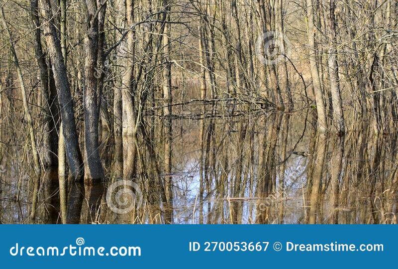 Flooded Trees in Spring Forest Stock Image - Image of scenery, calm ...