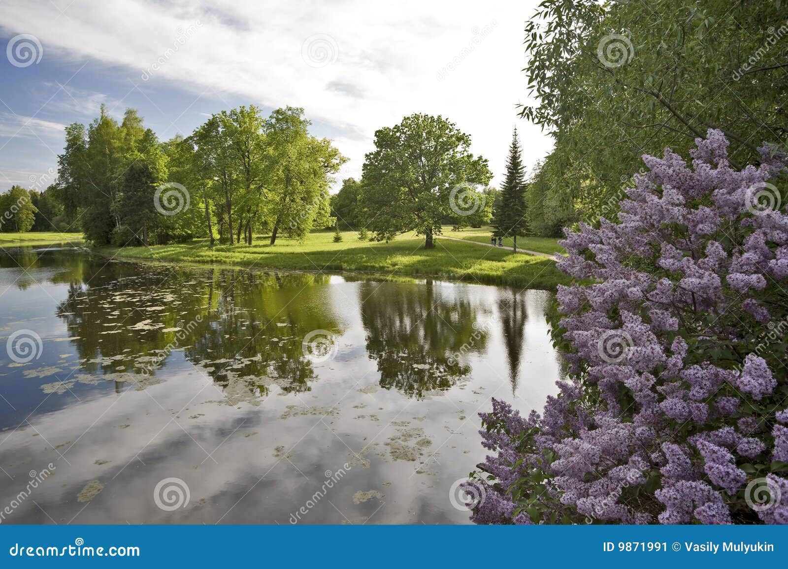 Landscape with Water and Lilac Stock Image - Image of bush, landscape ...
