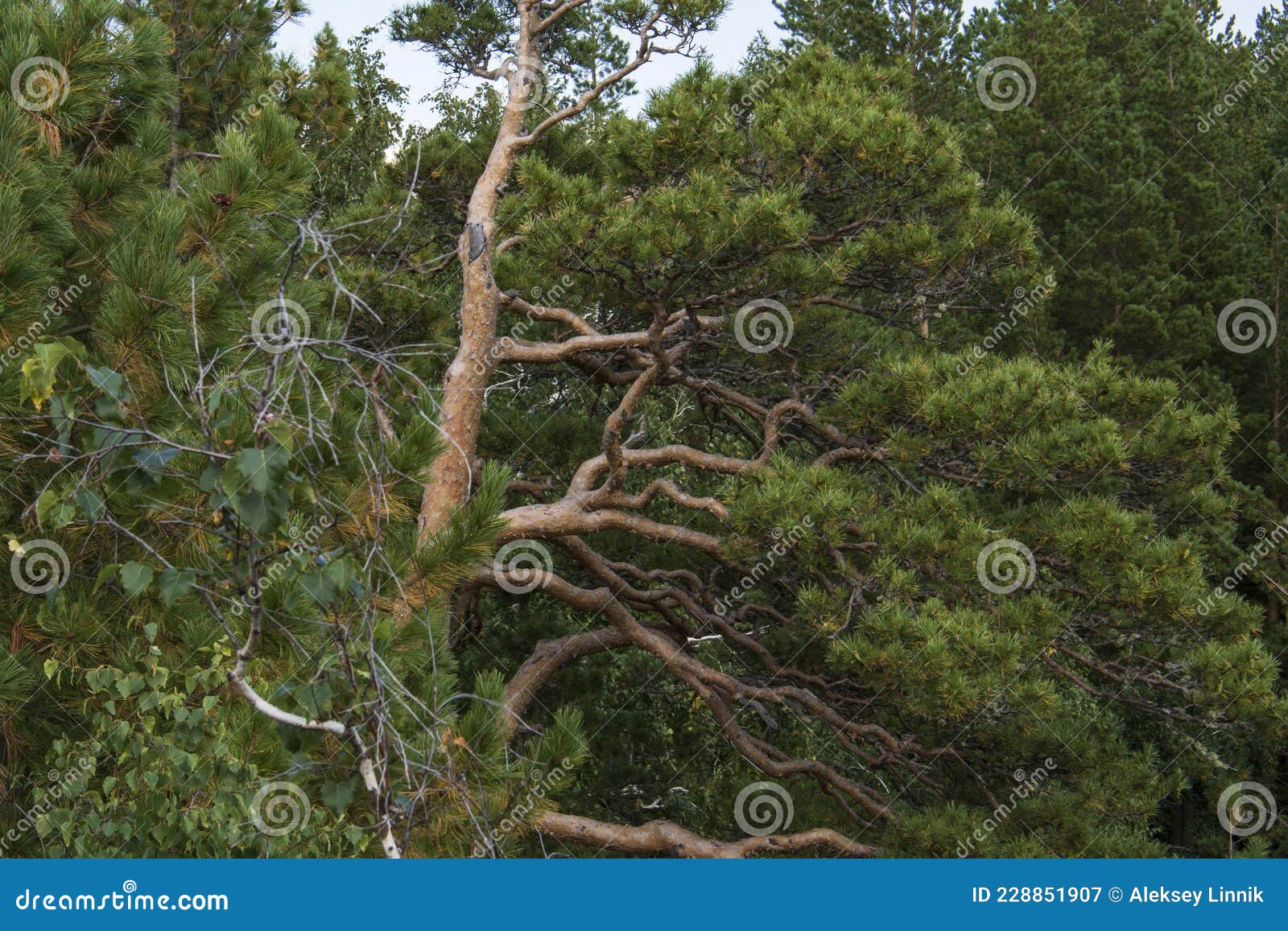 Wavy Branches of a Pine Tree in the Forest Stock Image - Image of plant ...