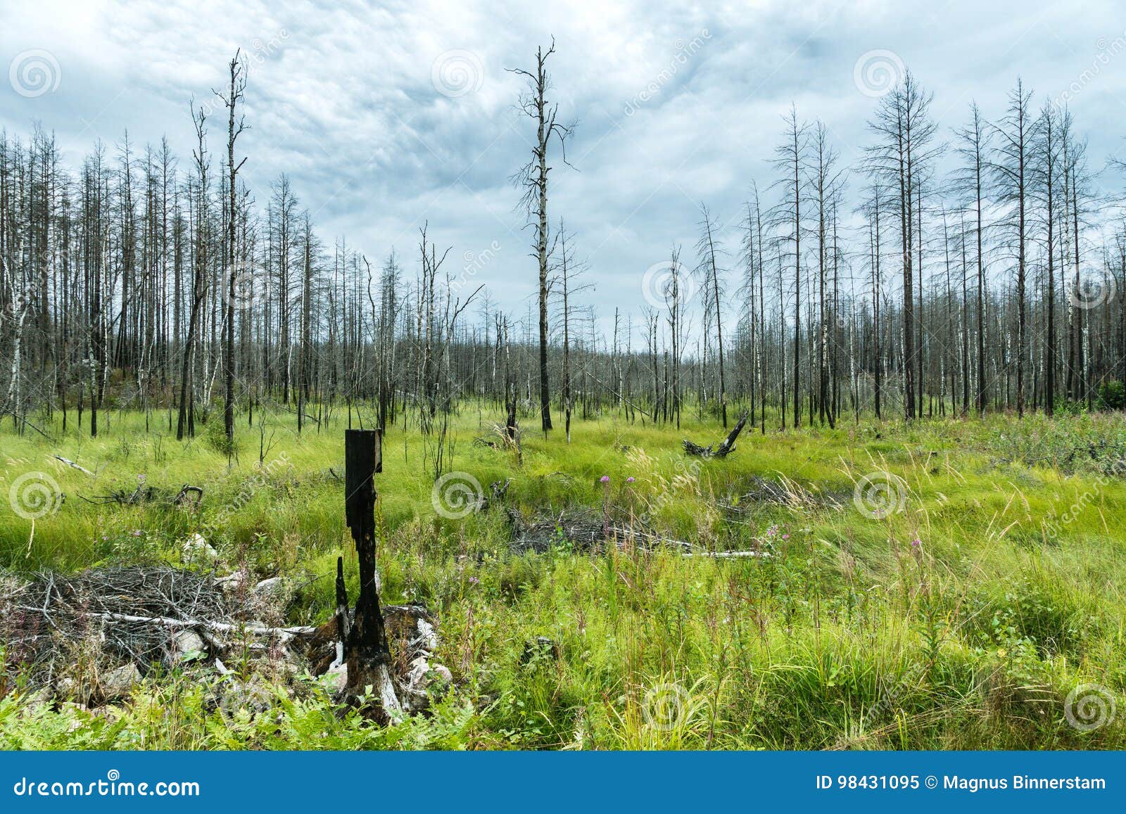 Landscape Where Nature is Slowly Recovering from a Forest Fire Stock ...