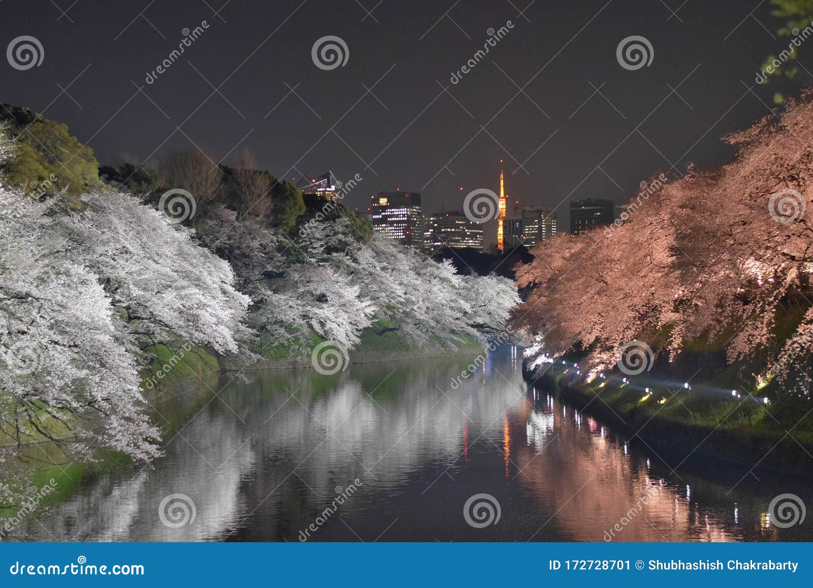 Landscape of White Cherry Blossom Trees at Night in Tokyo Stock Image ...