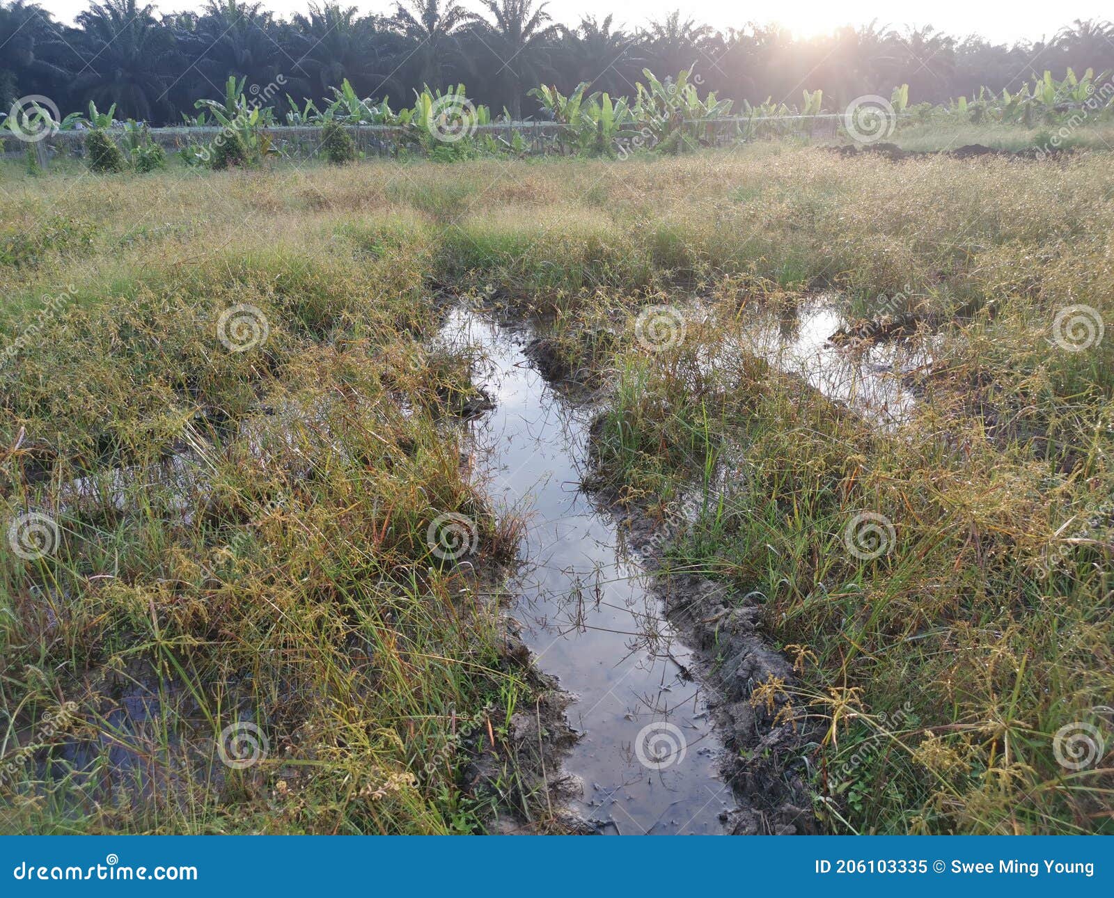 Wild Cyperus Strigosus Grass Growing Around the Muddy Fields of Puddle ...