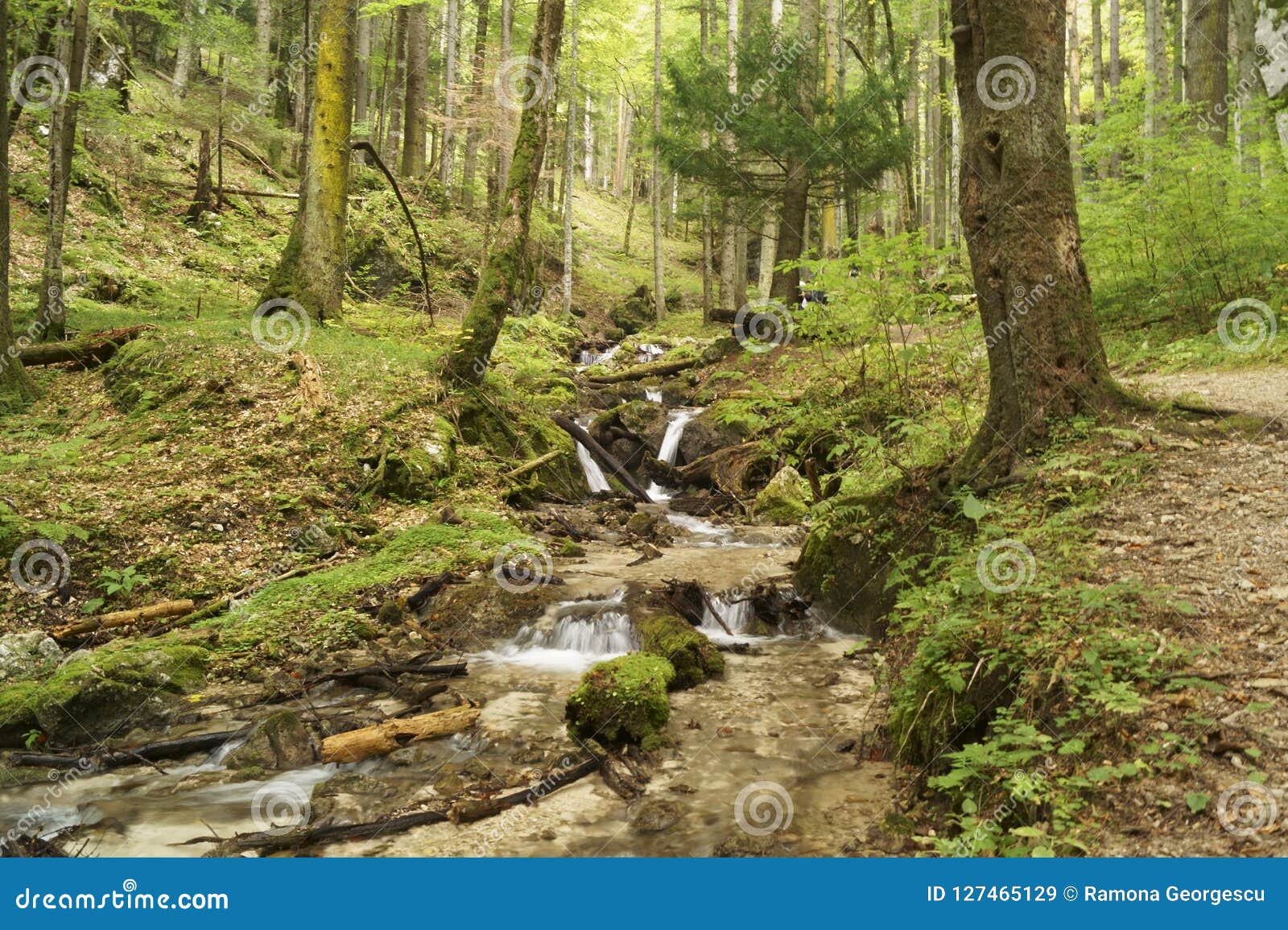 Landscape with a Wild Forest Stock Image - Image of outdoor, forestnn ...