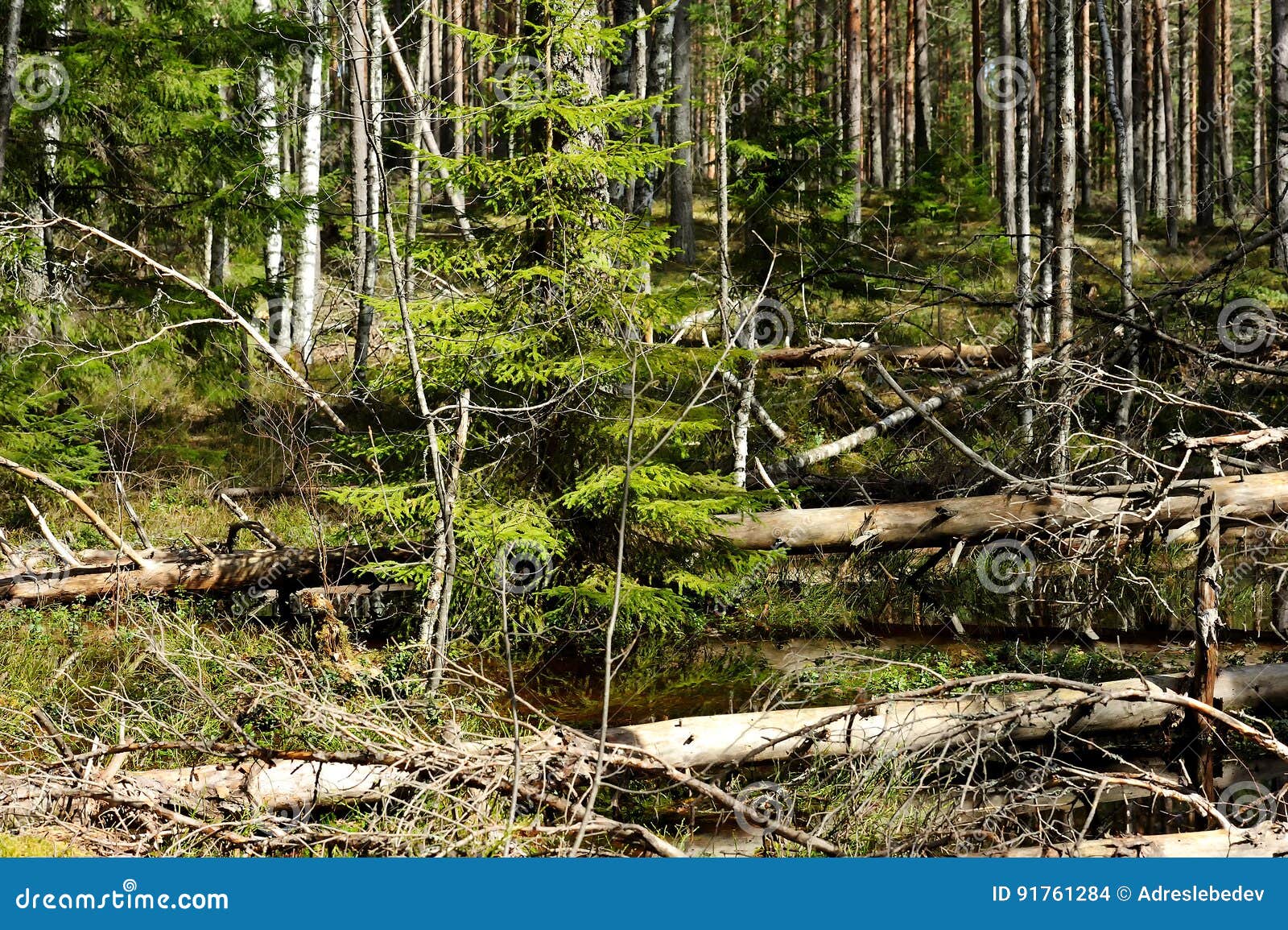 Landscape of Wild Swamp Forest Stock Photo - Image of slew, plant: 91761284
