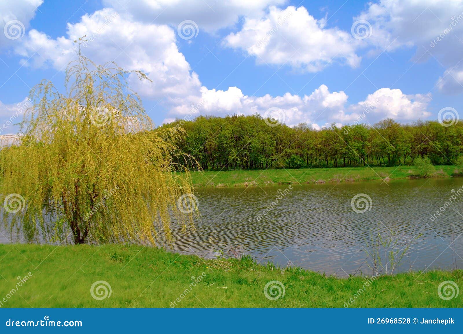 Landscape, Willow at Water in the Spring. Stock Photo - Image of beauty ...
