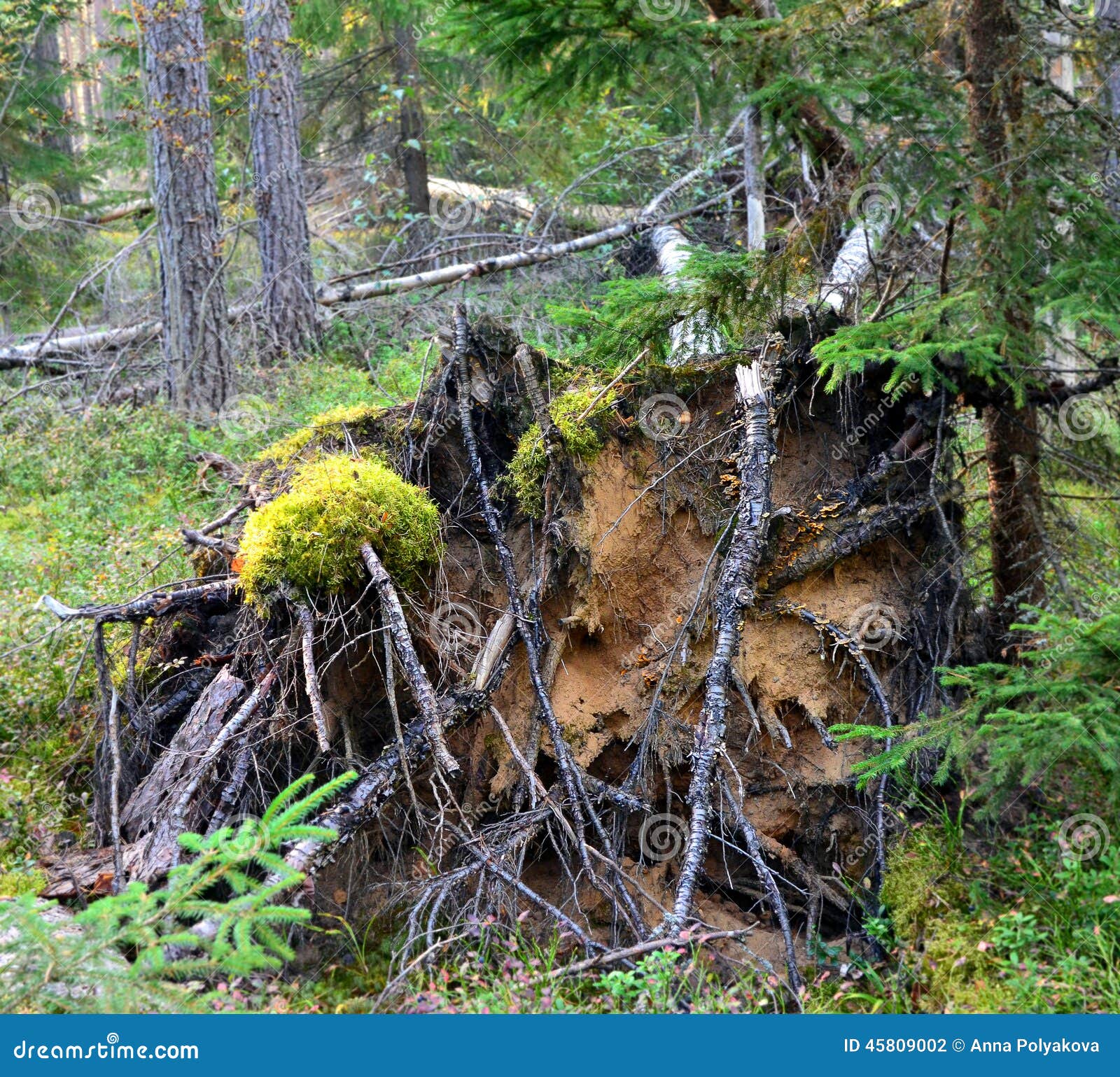 Landscape. Windbreak1 stock photo. Image of elements - 45809002