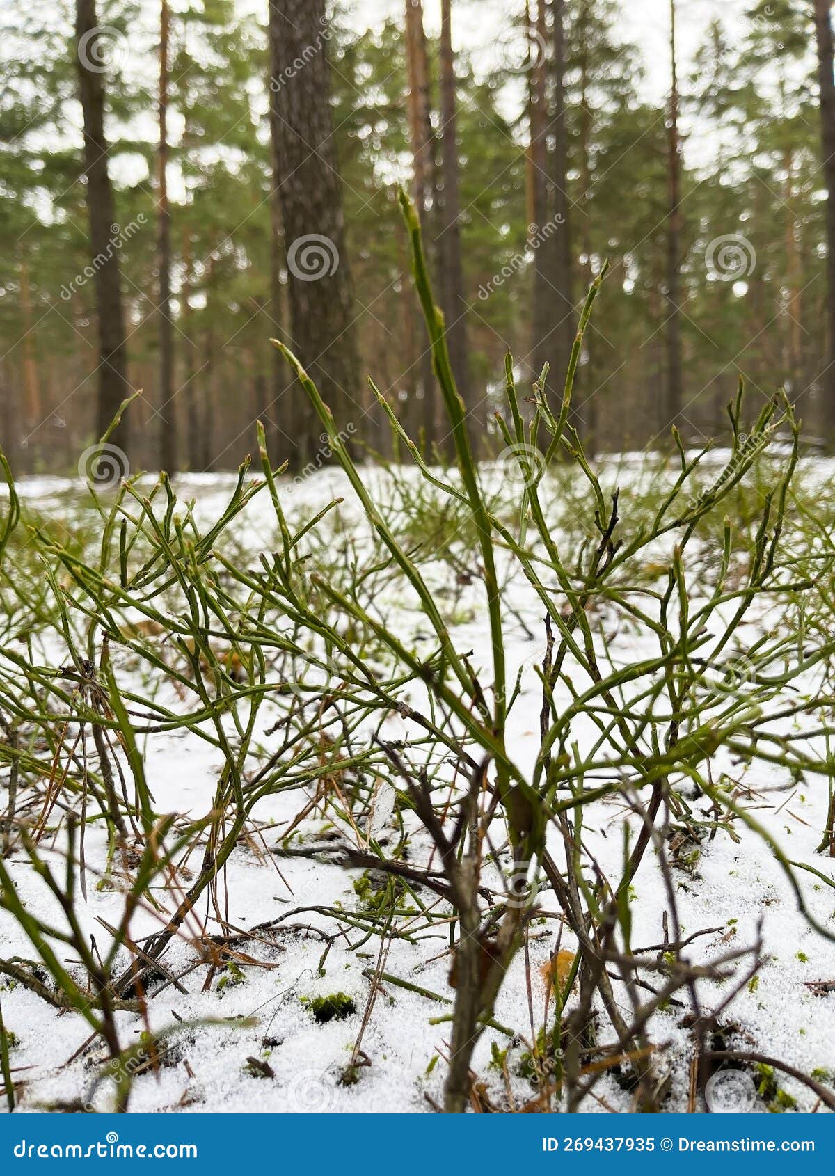 Landscape in a Winter Forest Green Shrub Stock Image - Image of forest ...