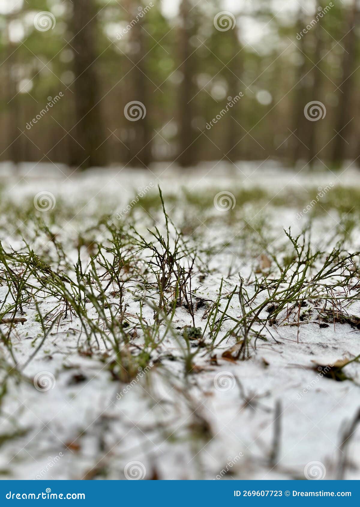 Landscape in a Winter Forest Green Shrub Stock Image - Image of snow ...