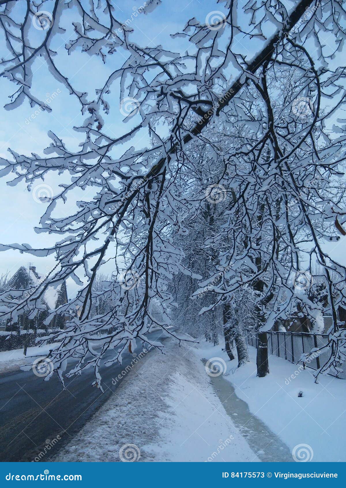 Landscape of Winter in Lithuania Stock Image - Image of branch ...