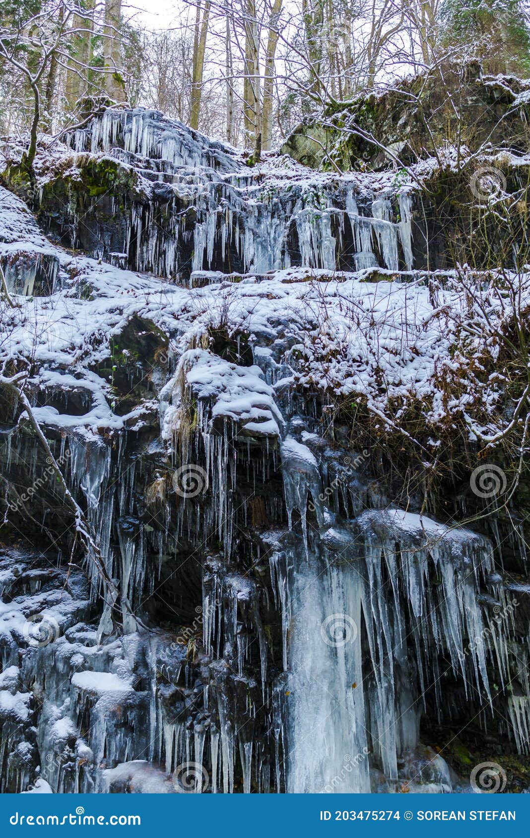 Icicles in the forest stock photo. Image of forest, frozen - 203475274