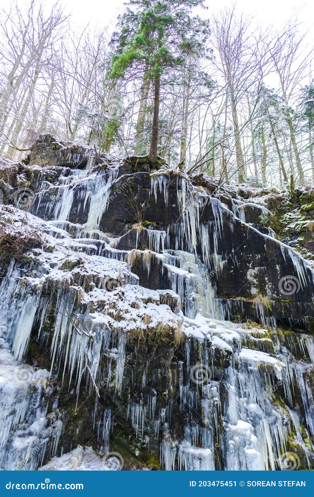 Icicles in the forest stock image. Image of busteni - 203475451
