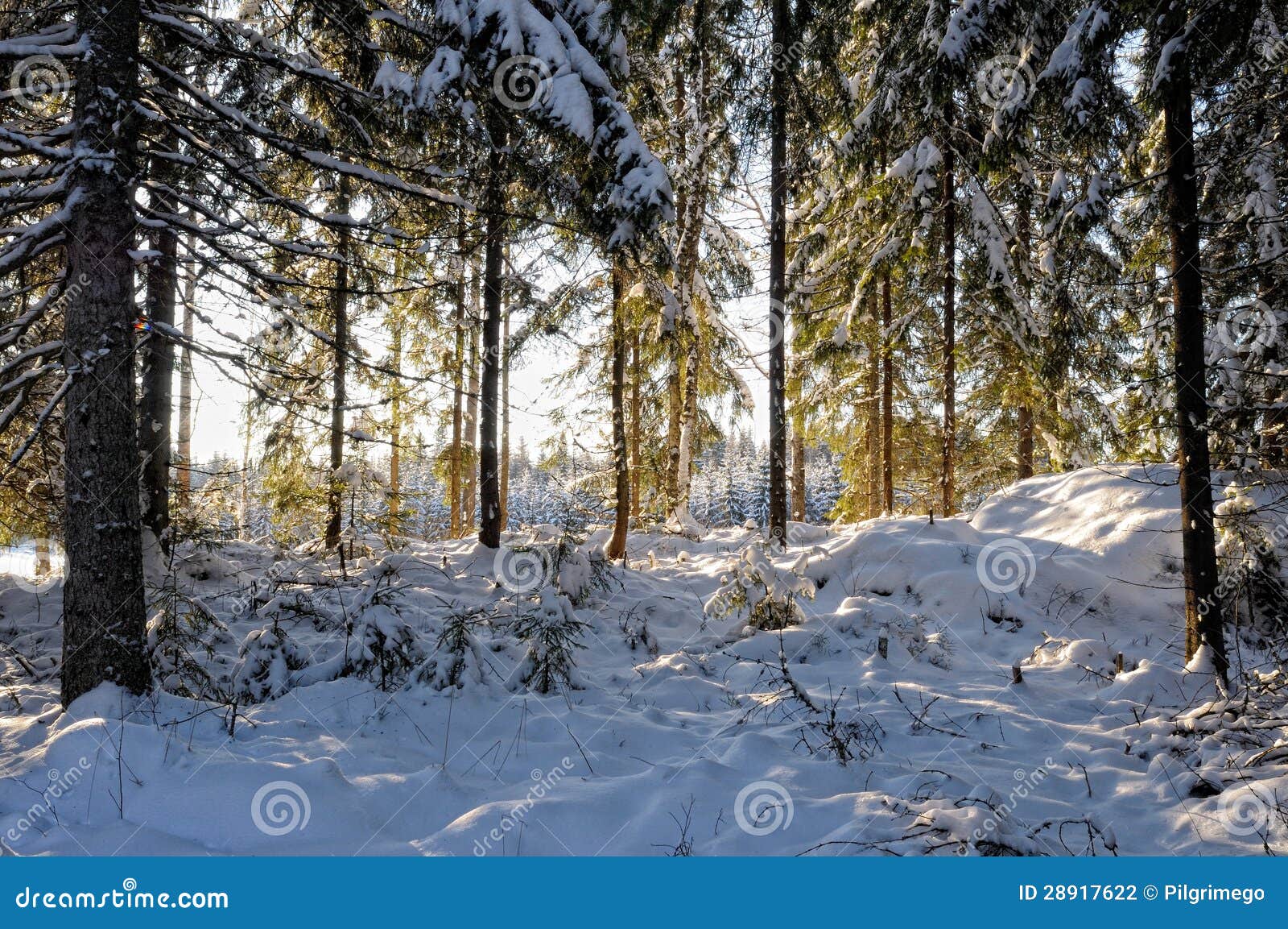 Landscape with Winter Sunny Forest. Stock Photo - Image of outdoors ...