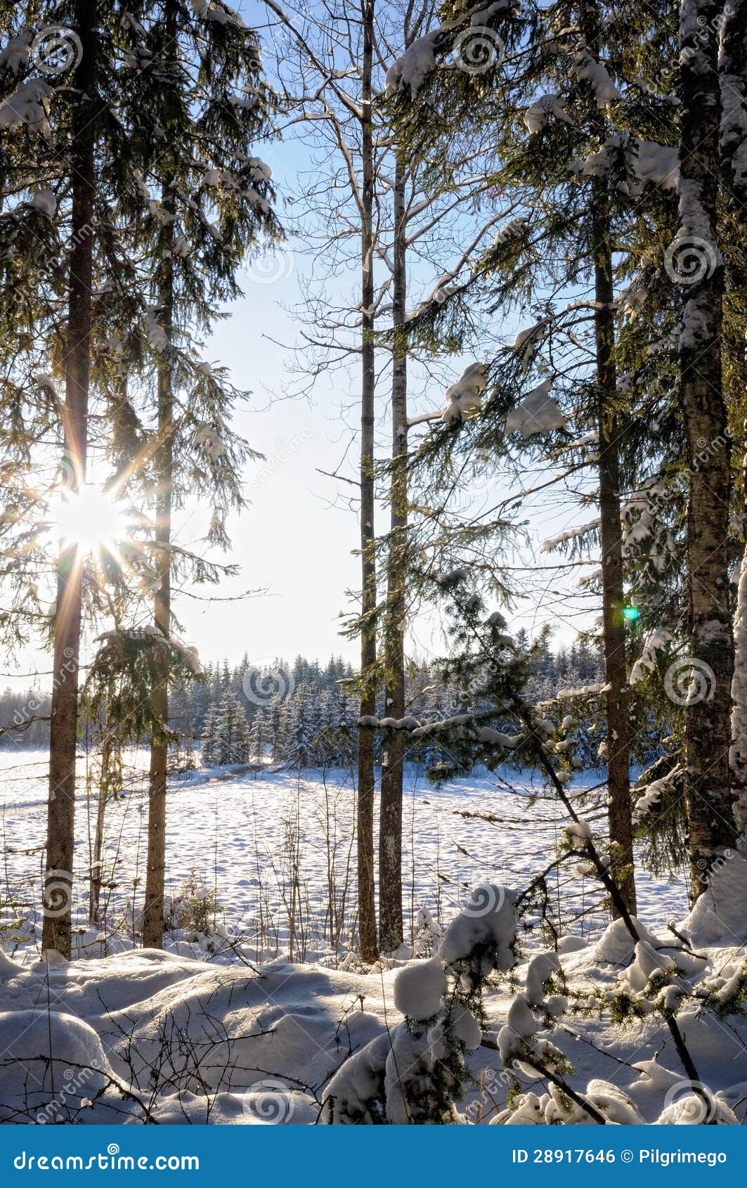 Landscape with Winter Sunny Forest. Stock Photo - Image of rural, snow ...