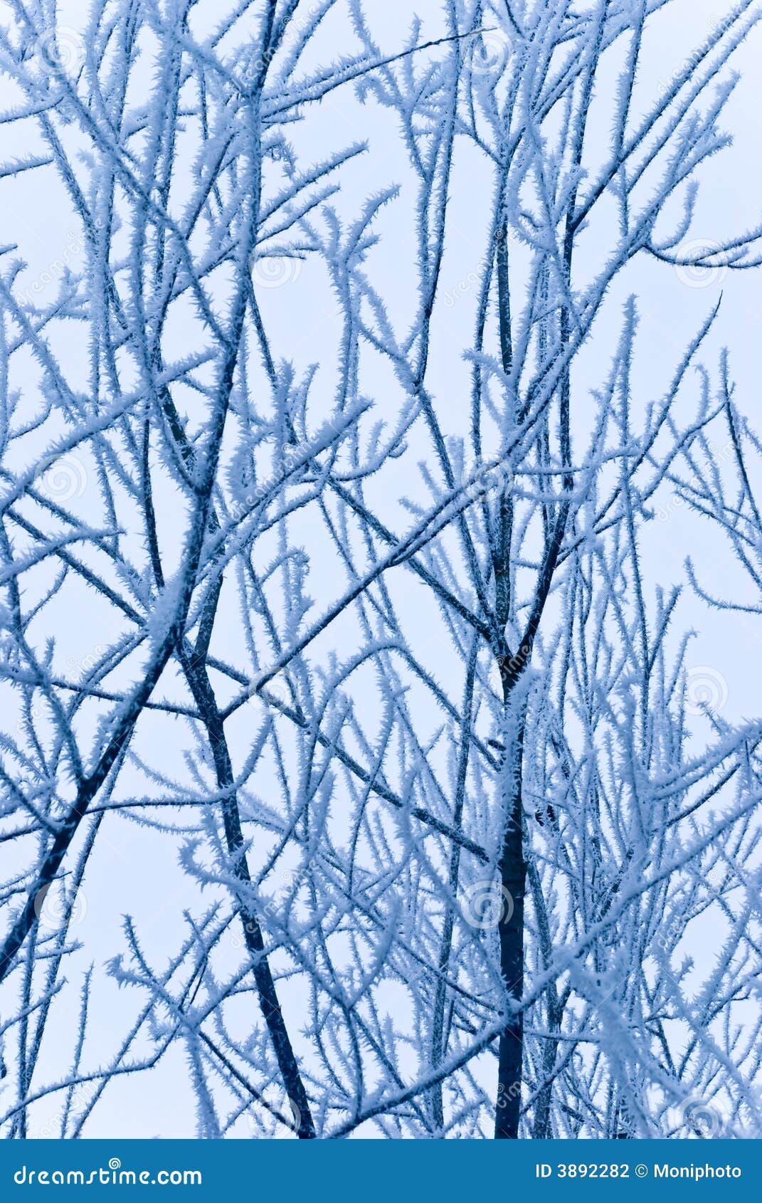 Landscape- a Winter Tree with Branches Stock Photo - Image of icicle ...