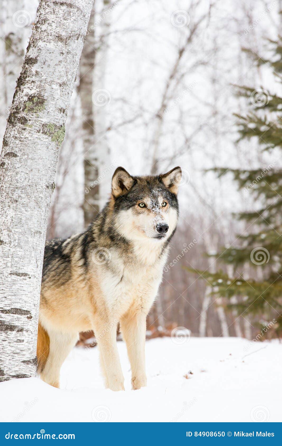 Landscape wolf portrait stock photo. Image of social - 84908650