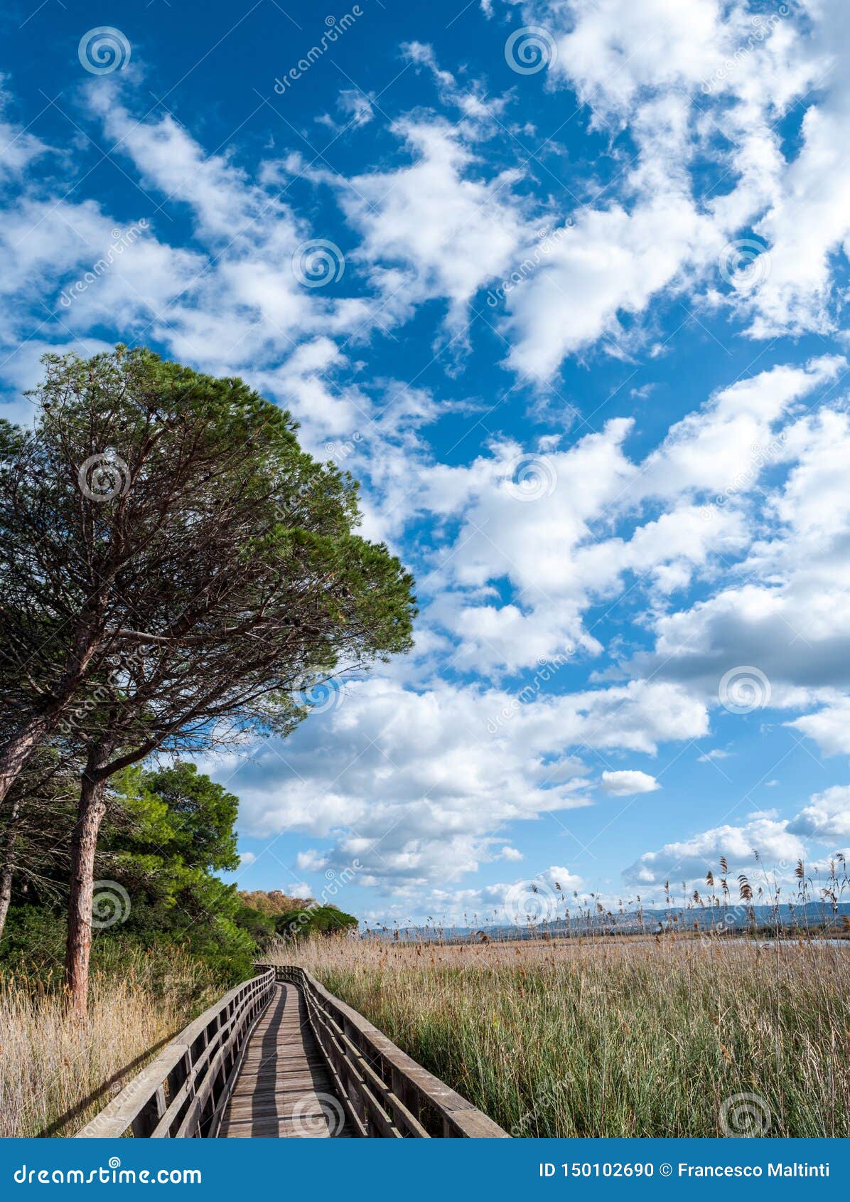 Landscape of Wooden Catwalk in the Pond Stock Photo - Image of ...