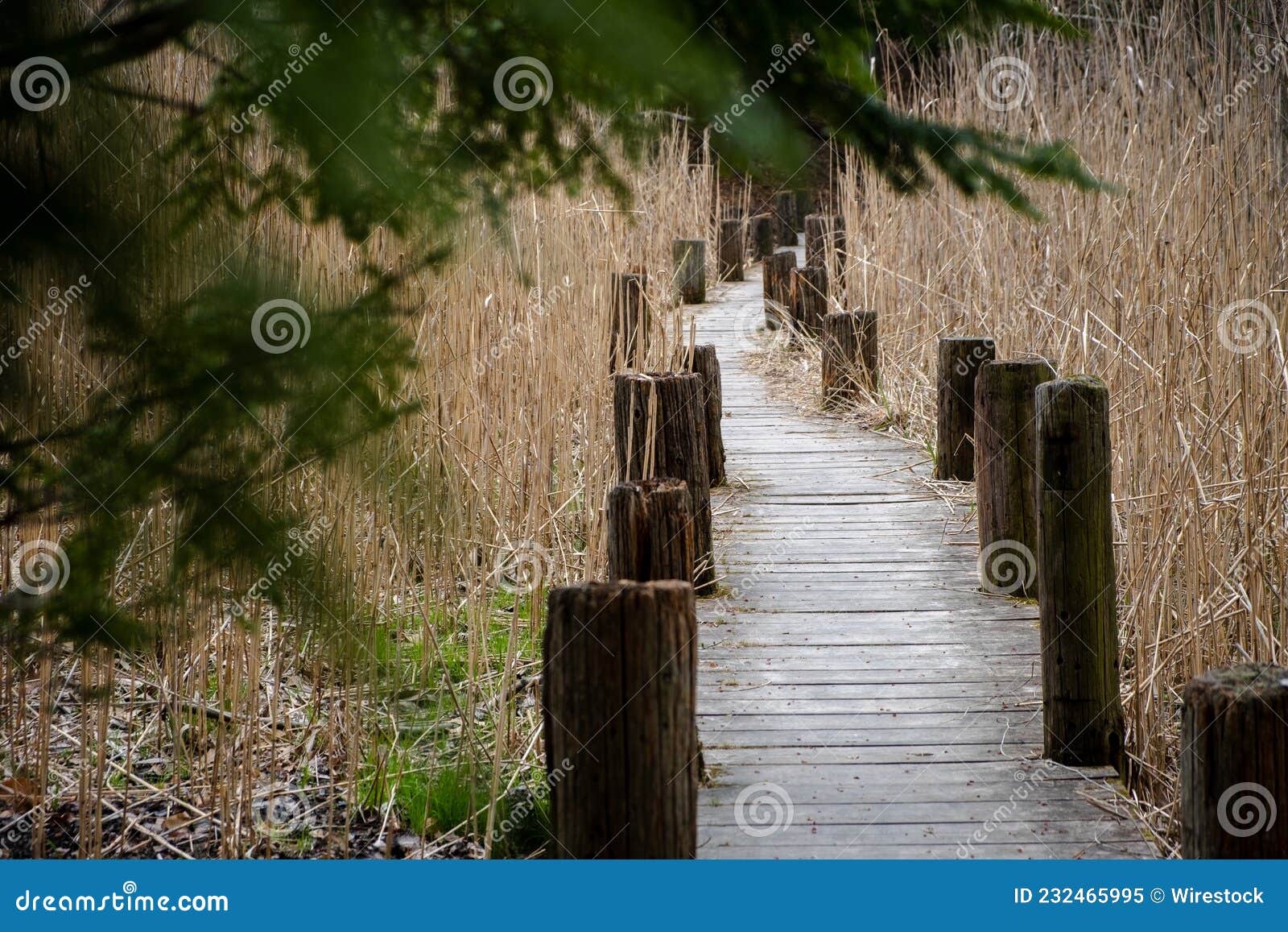 Pathway Of Dried Grass Stock Image | CartoonDealer.com #47613325