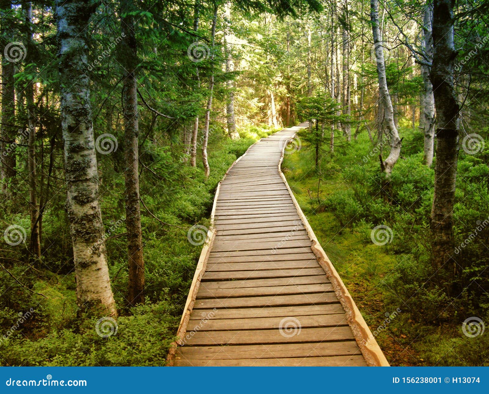 Landscape with Wooden Plank Path among Greenery Stock Image - Image of ...