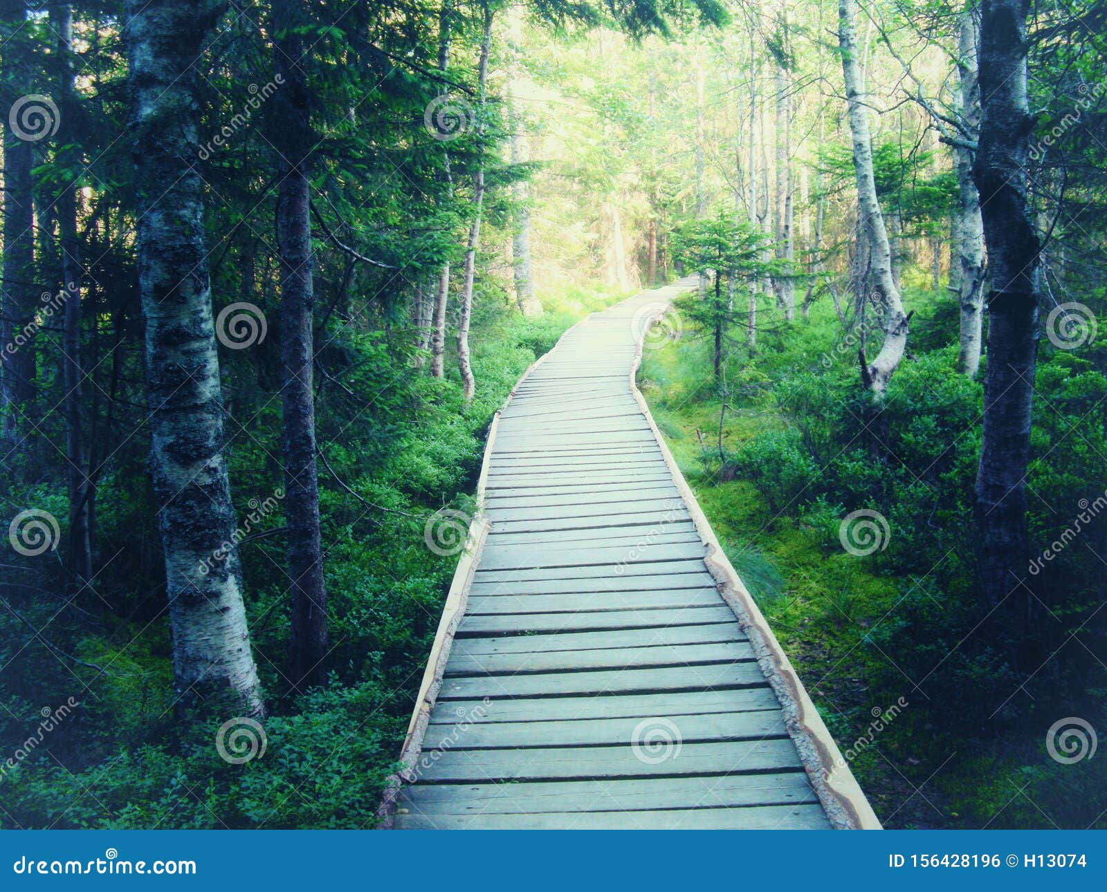 Landscape with Wooden Plank Path among Greenery Stock Photo - Image of ...