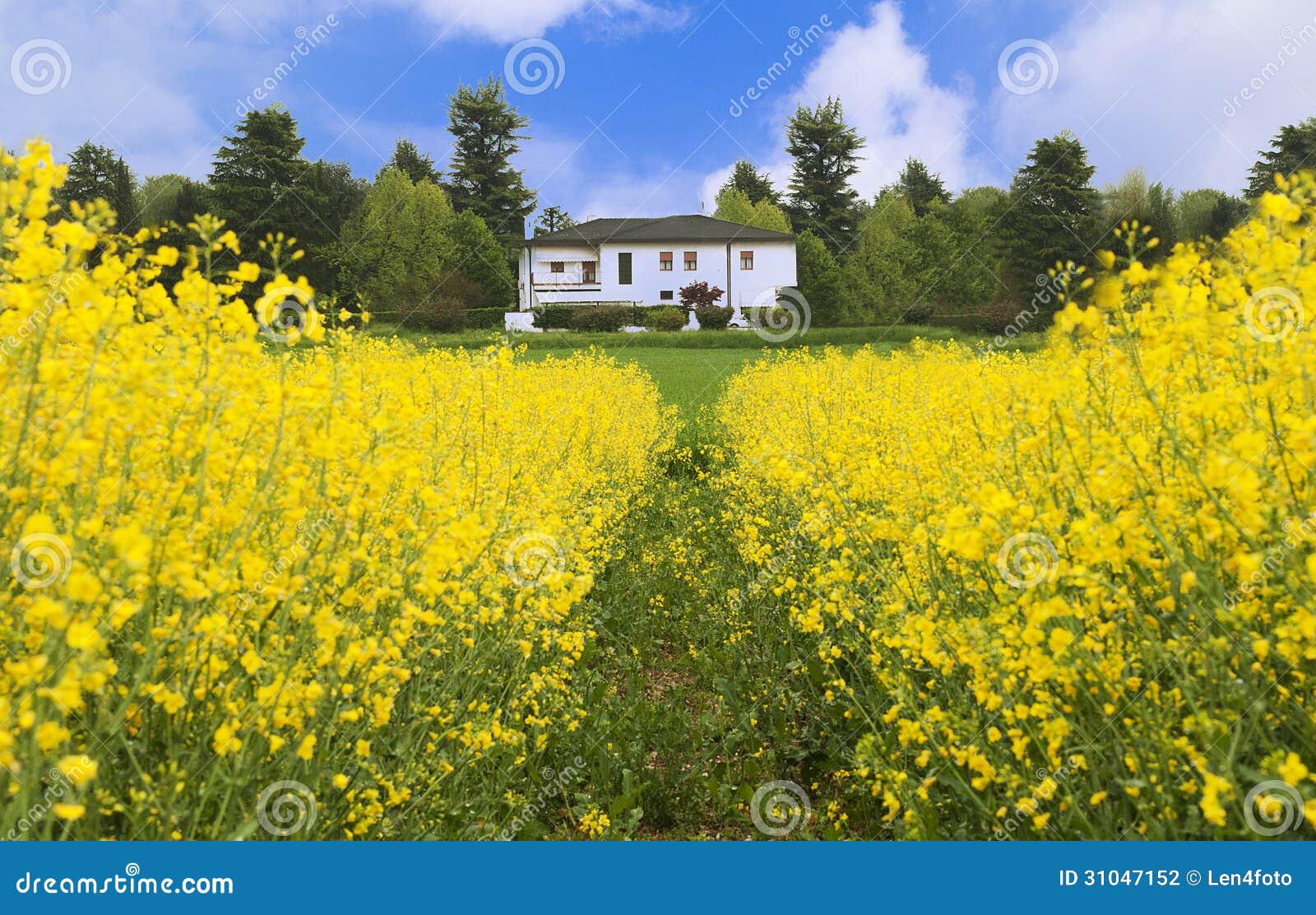 Landscape of Yellow Flower Field Stock Photo - Image of nature ...