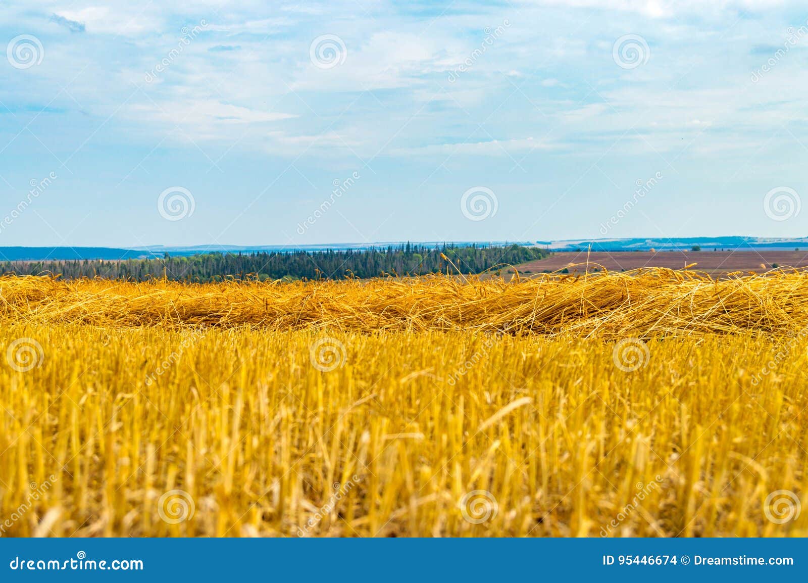 Landscape with Yellow Grain Fields Stock Photo - Image of field, plant ...