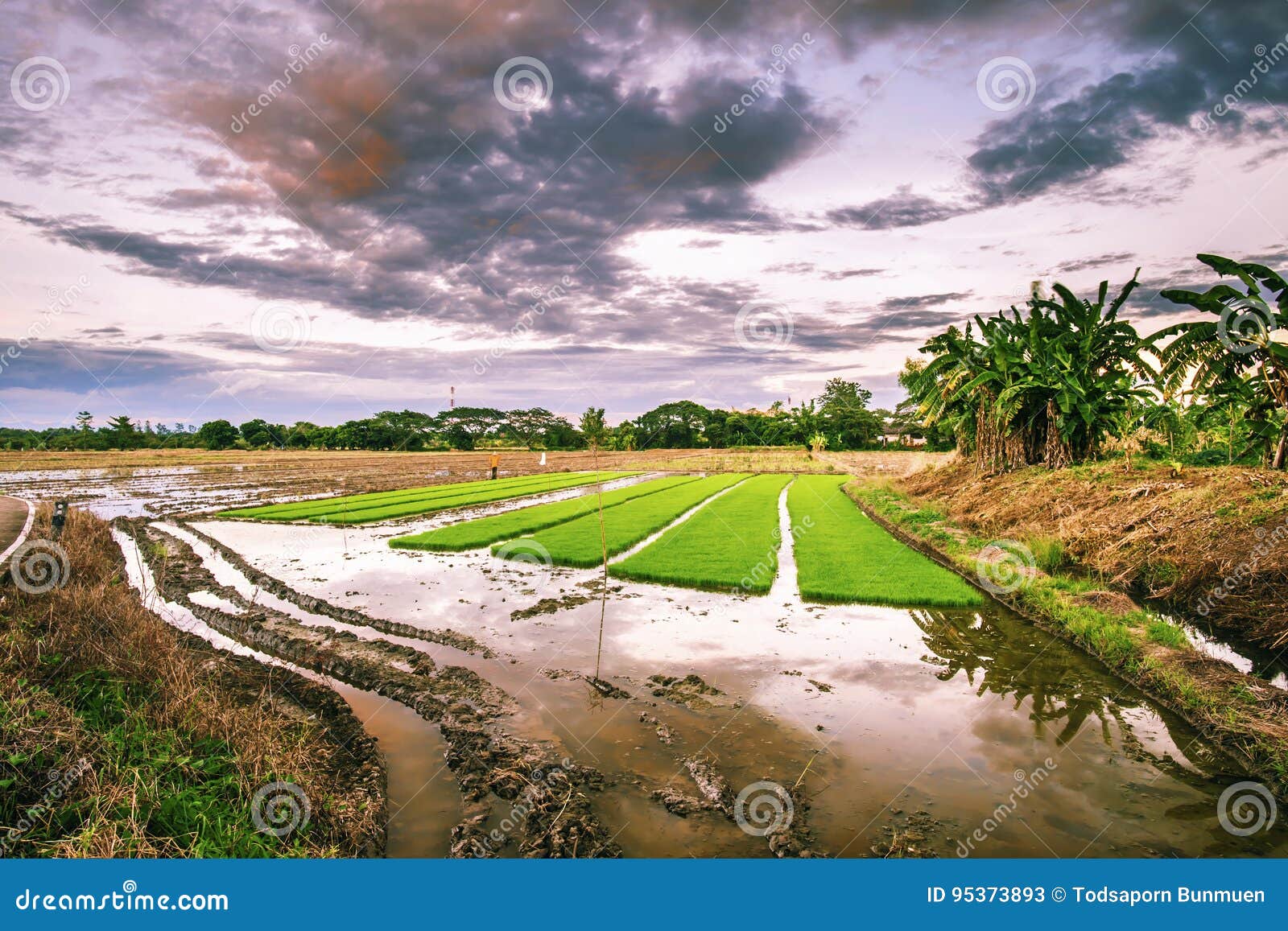 Landscape of Young Rice in Agricultural Land Stock Image - Image of ...