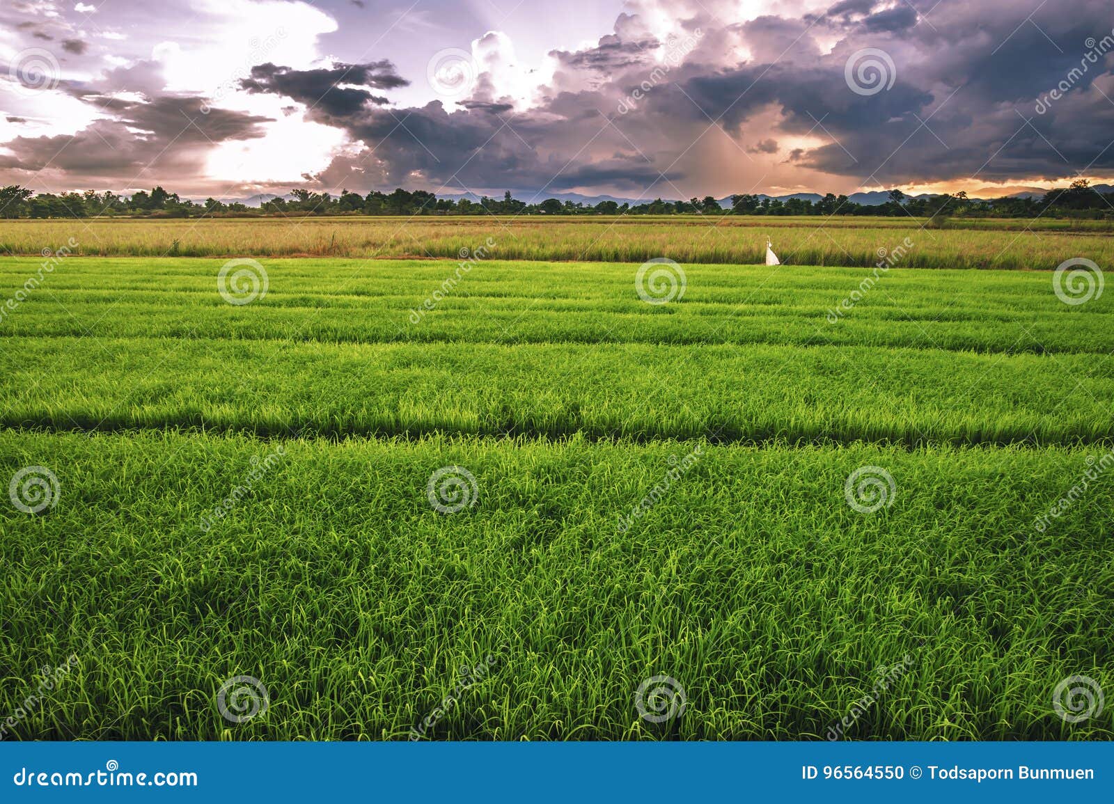 Landscape of Young Rice in Farm Agriculture Stock Photo - Image of ...