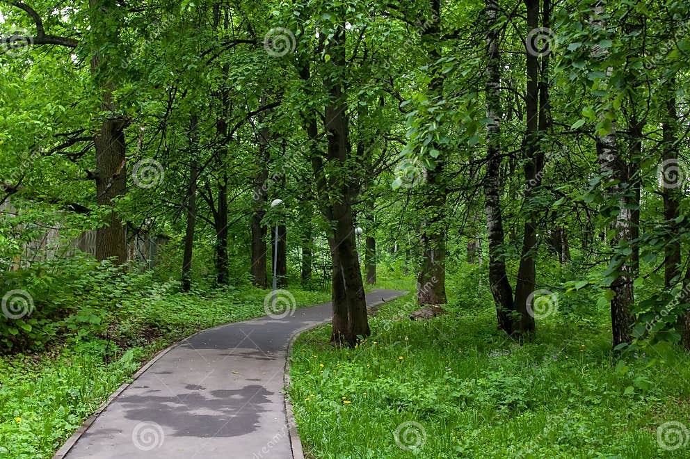 Landscaped Path among the Trees in the Park Stock Photo - Image of path ...