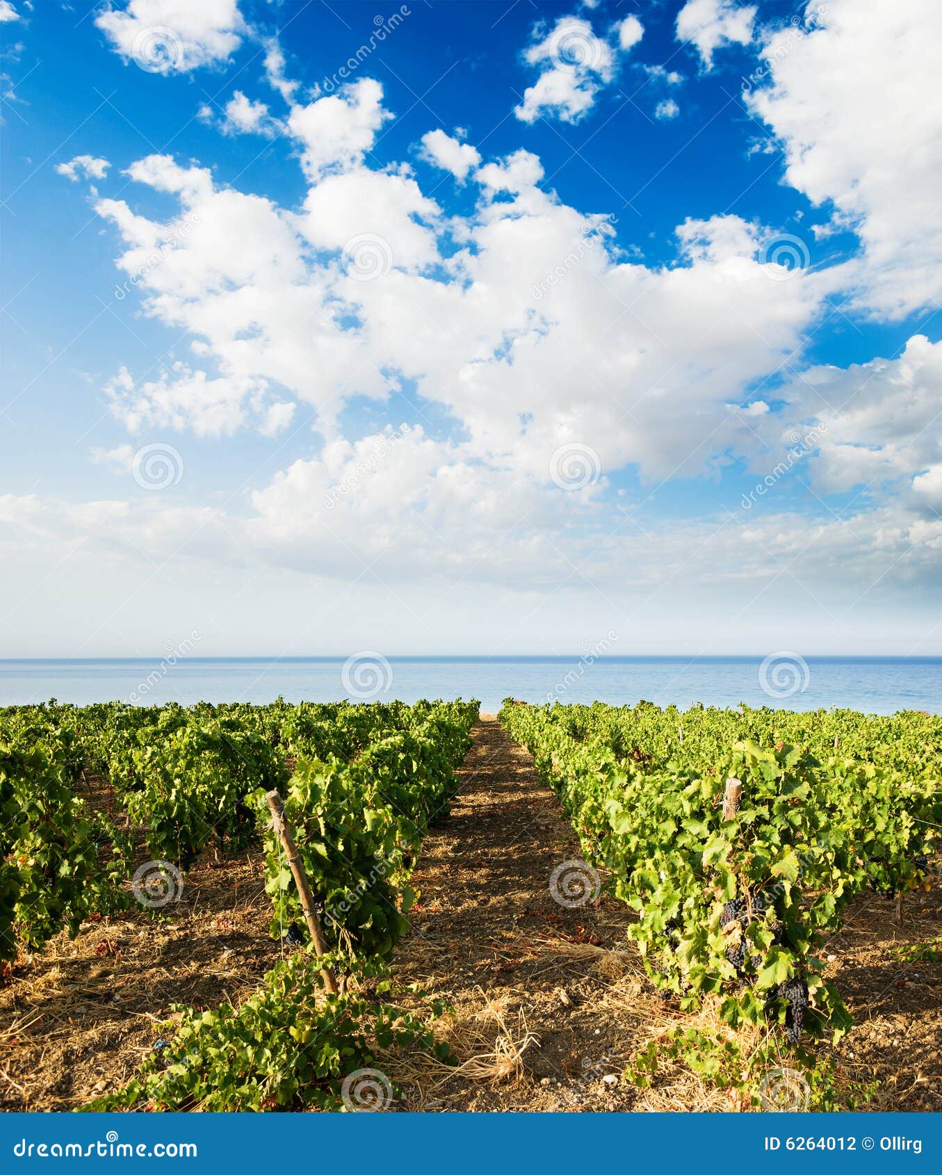 Landscaped for vineyard stock photo. Image of field, country - 6264012