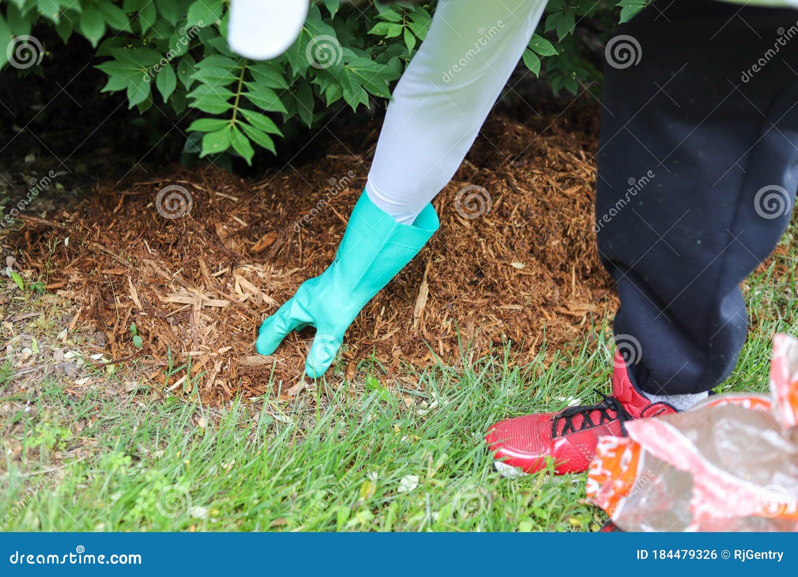 A Landscaper Placing Mulch in a Yard Stock Photo - Image of landscaping ...
