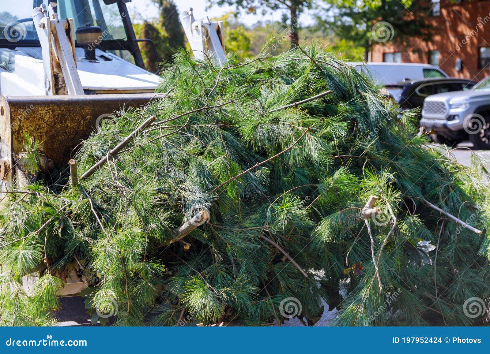 Landscapers Clean Up in the Remove Tree Branches in the Municipal ...