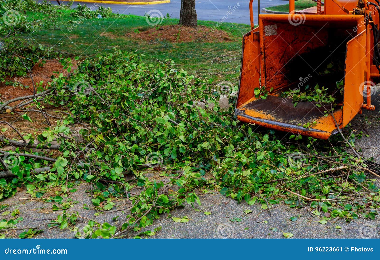 Landscapers Using Chipper Machine To Remove and Haul Chainsaw Tree ...
