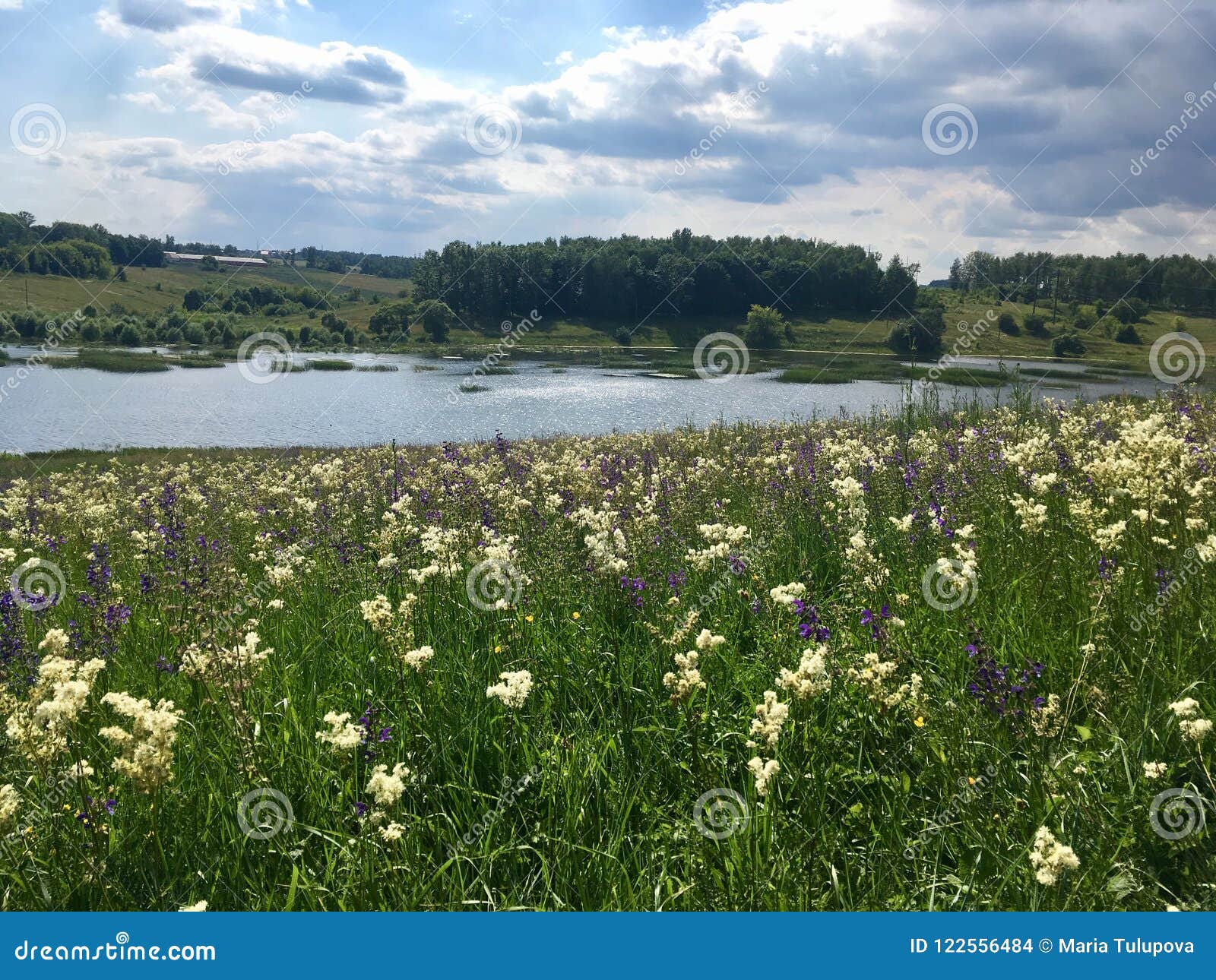 Endless field of flowers stock photo. Image of field - 122556484