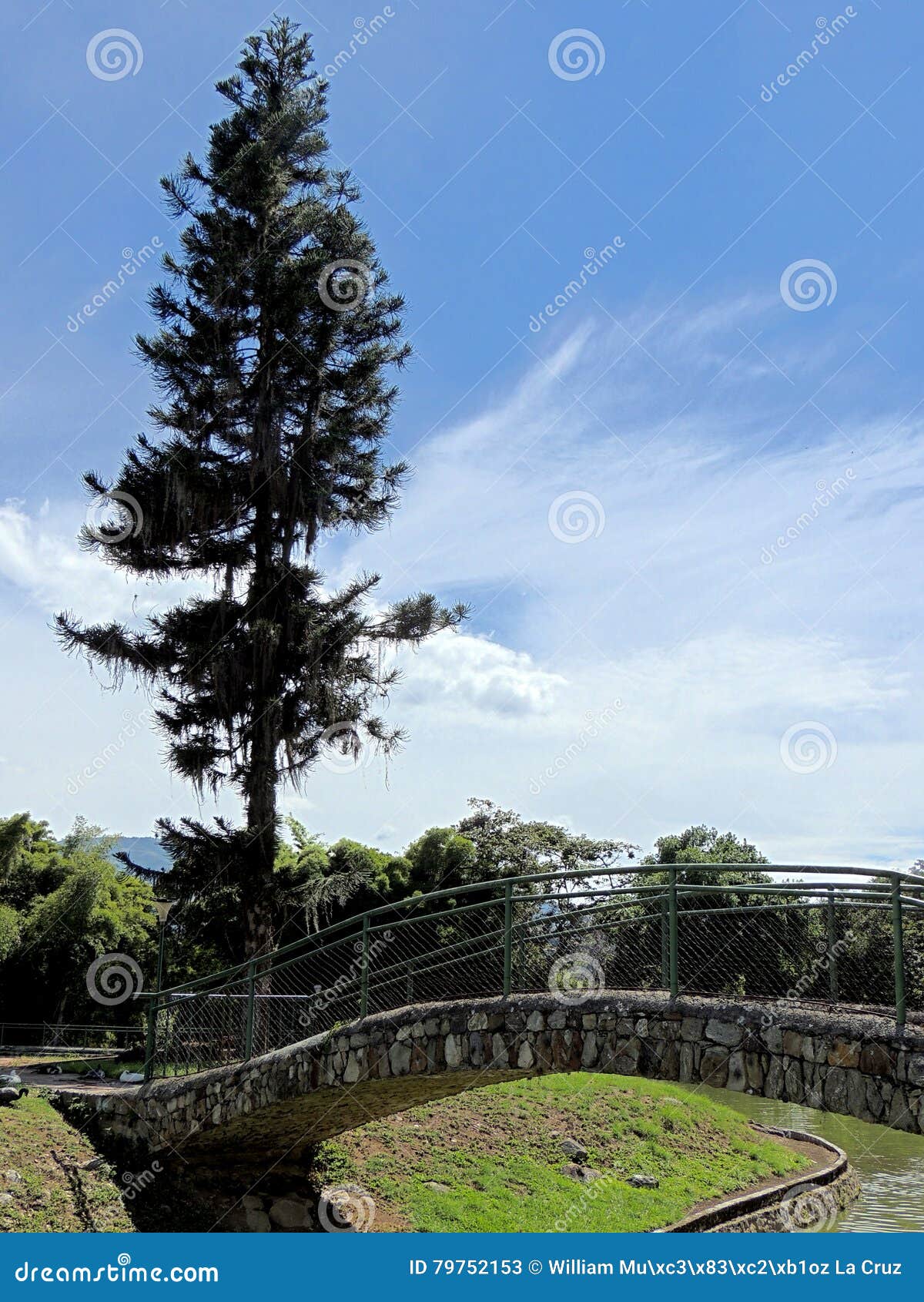 Landscapes trees stock image. Image of ecosystem, nature - 79752153