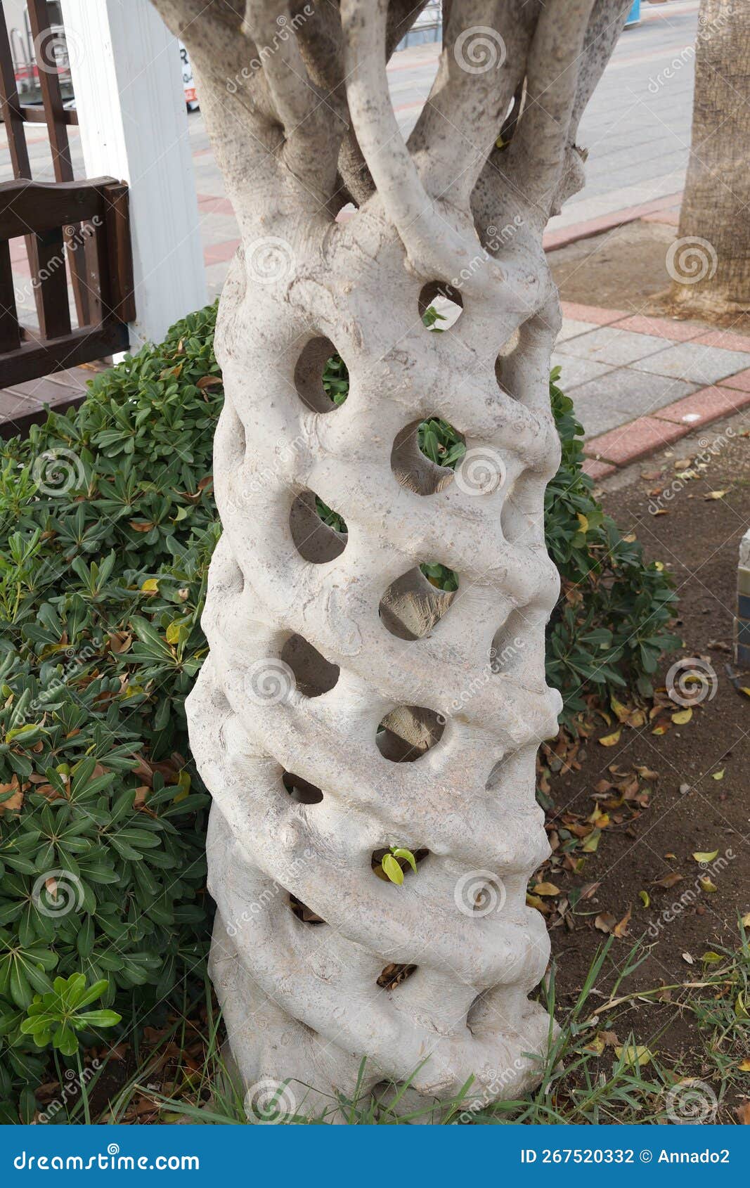 Landscaping, Artificially Intertwined Trunks of a Large Ficus in the ...