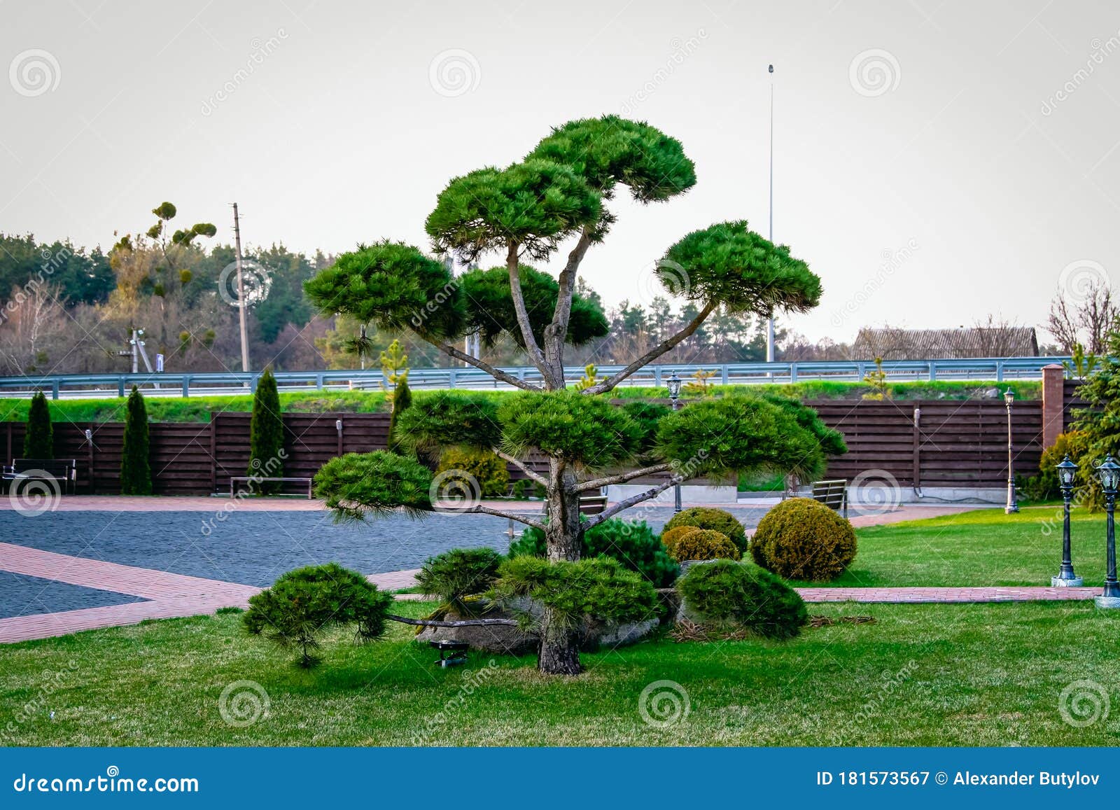 Landscaping. Artistic Tree Cutting. Topiary Stock Image - Image of ...