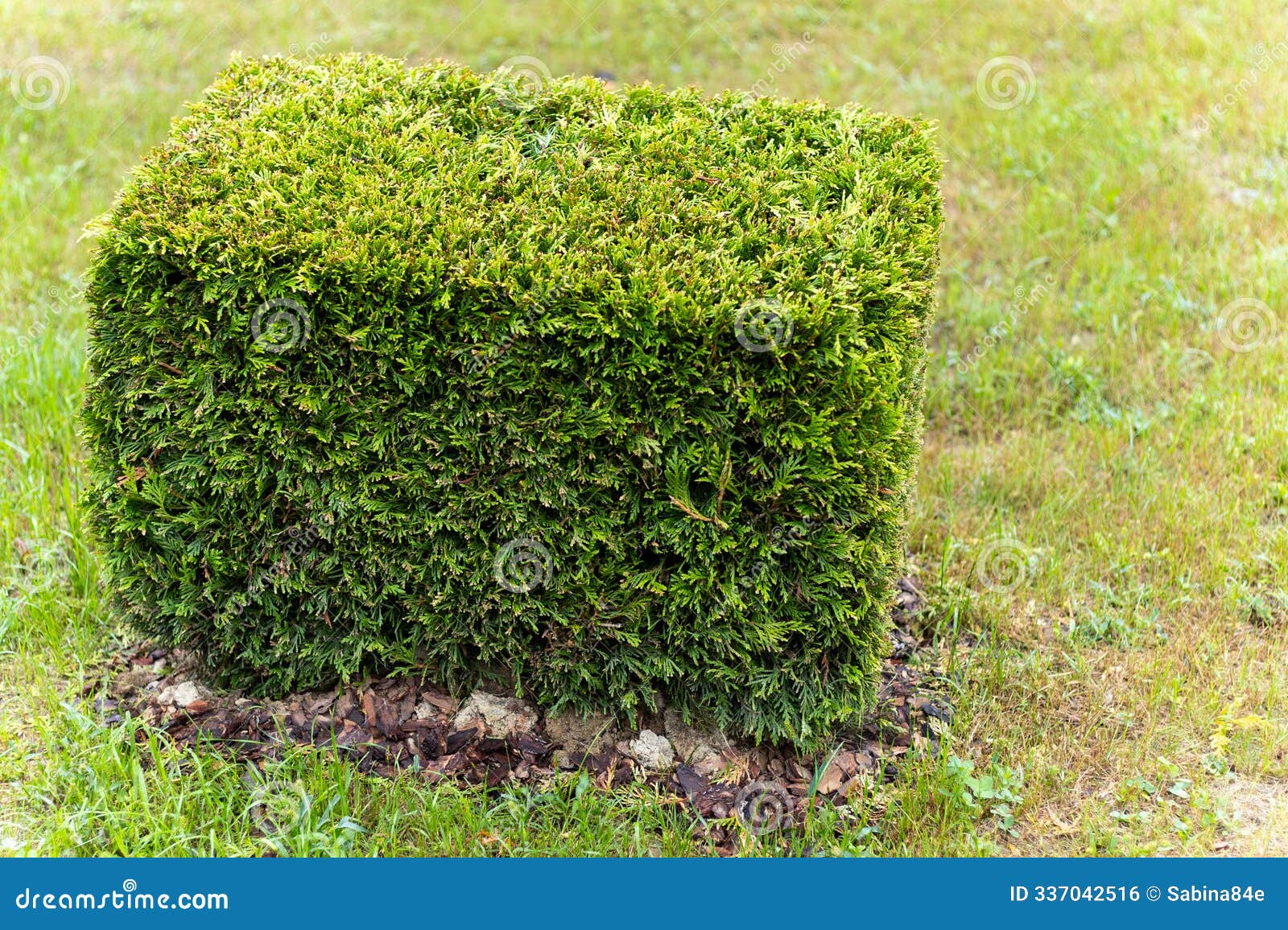 Landscaping, the Bush is Trimmed in the Shape of a Cube Stock Photo ...